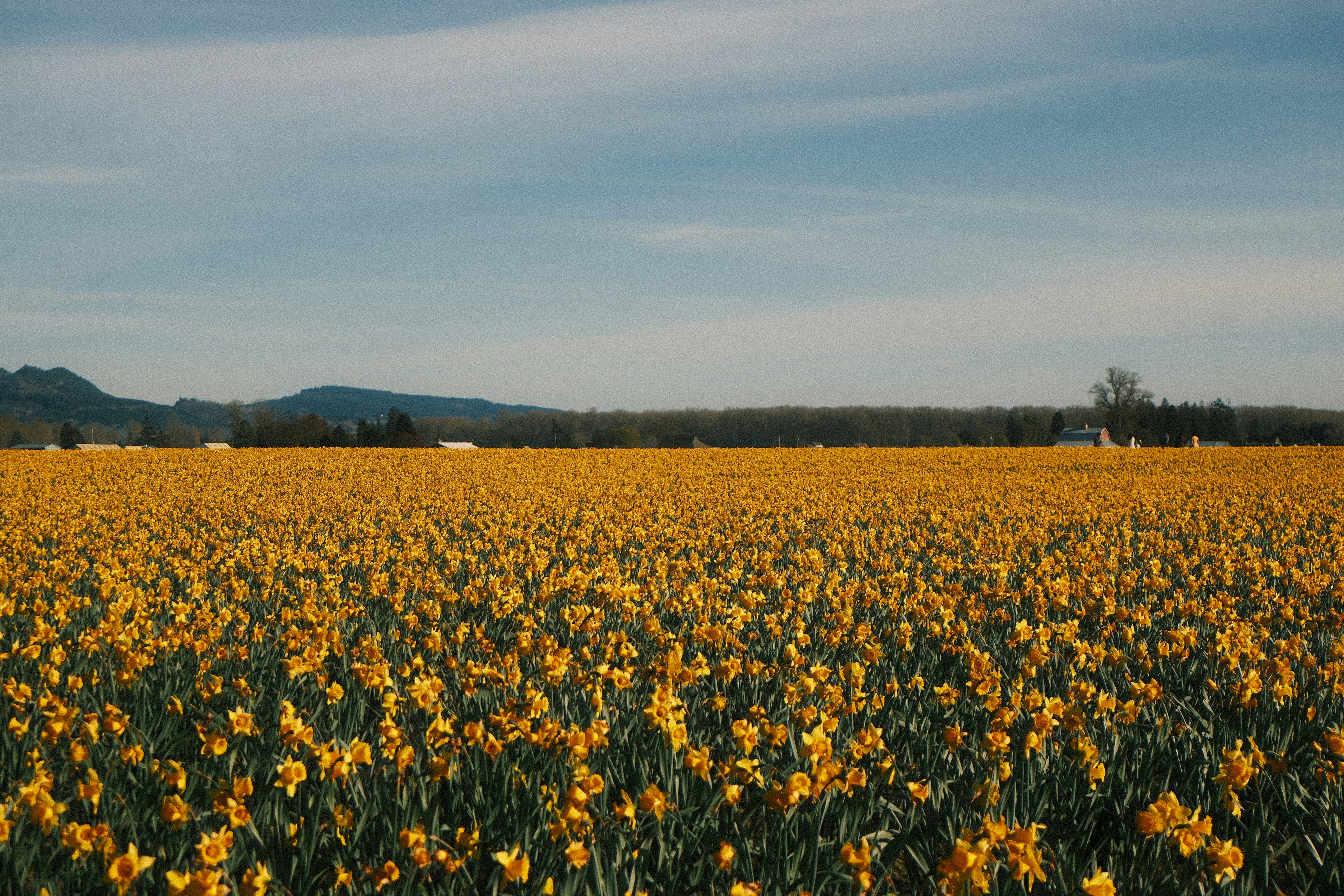 Golden Field Under a Wide, Bright Sky