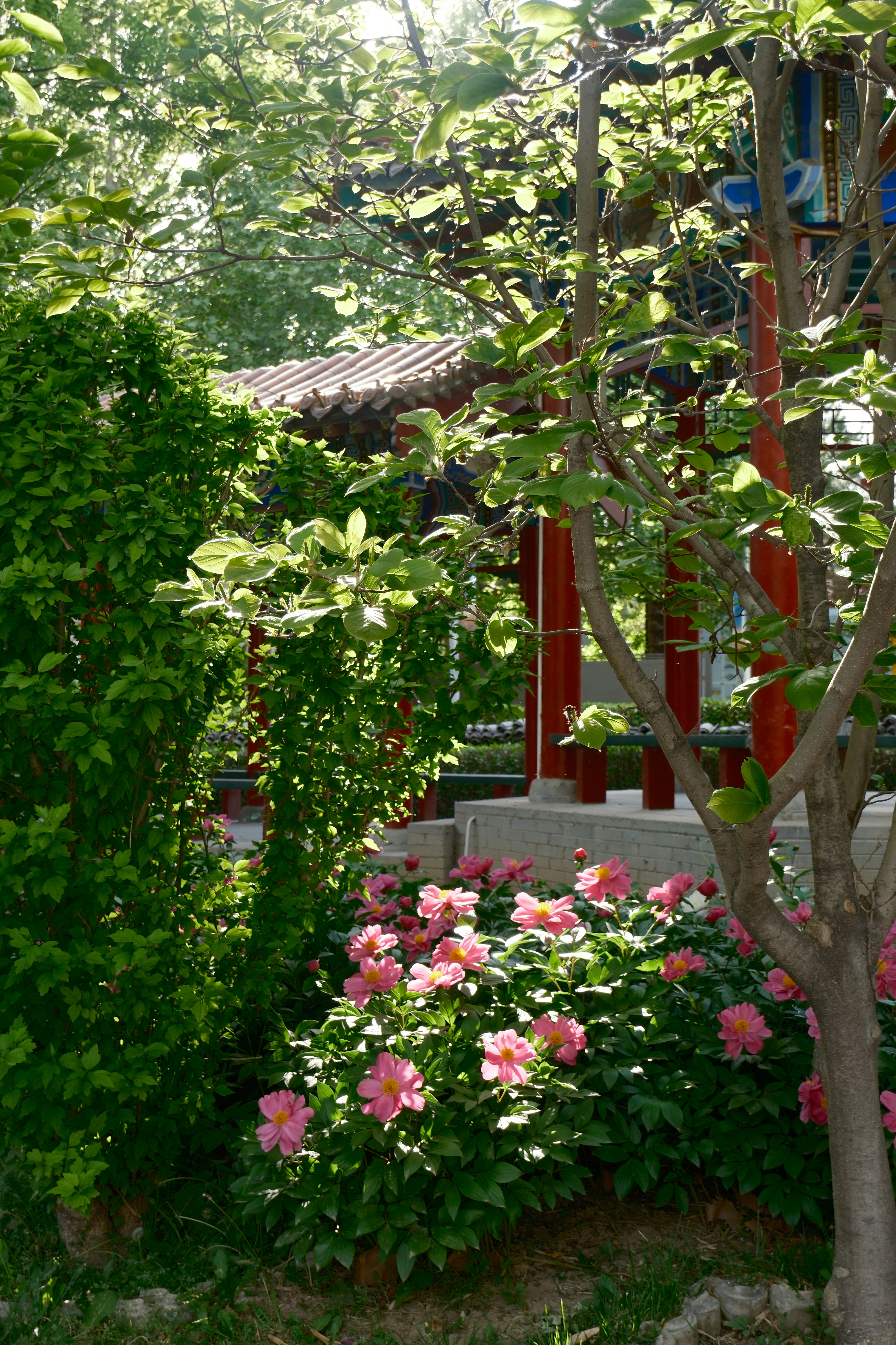 Pink Dahlias Bloom Beside a Sunlit Red-Columned Garden Path