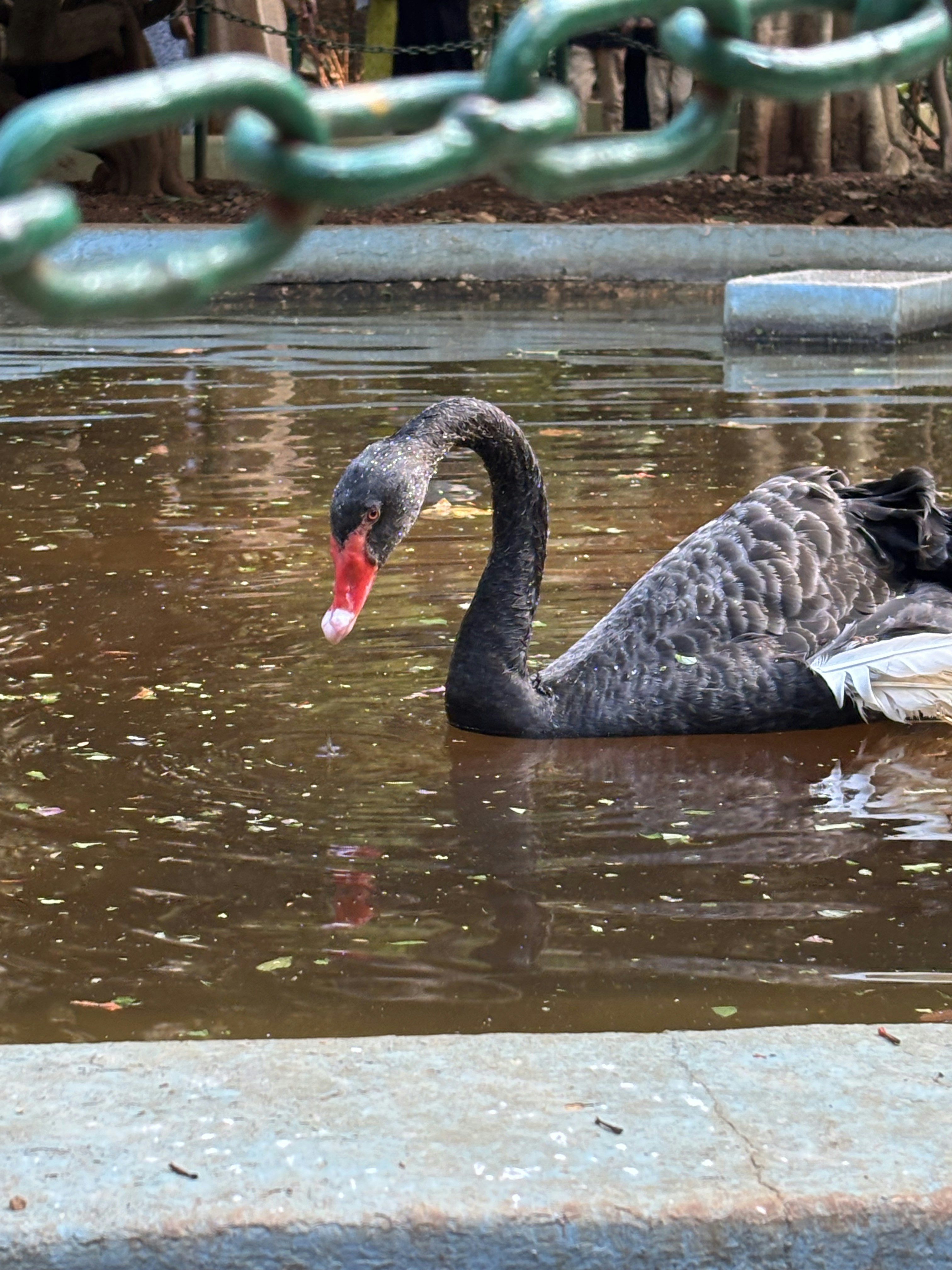 Dark Swan in a Still Pool: A Quiet Moment at the Park