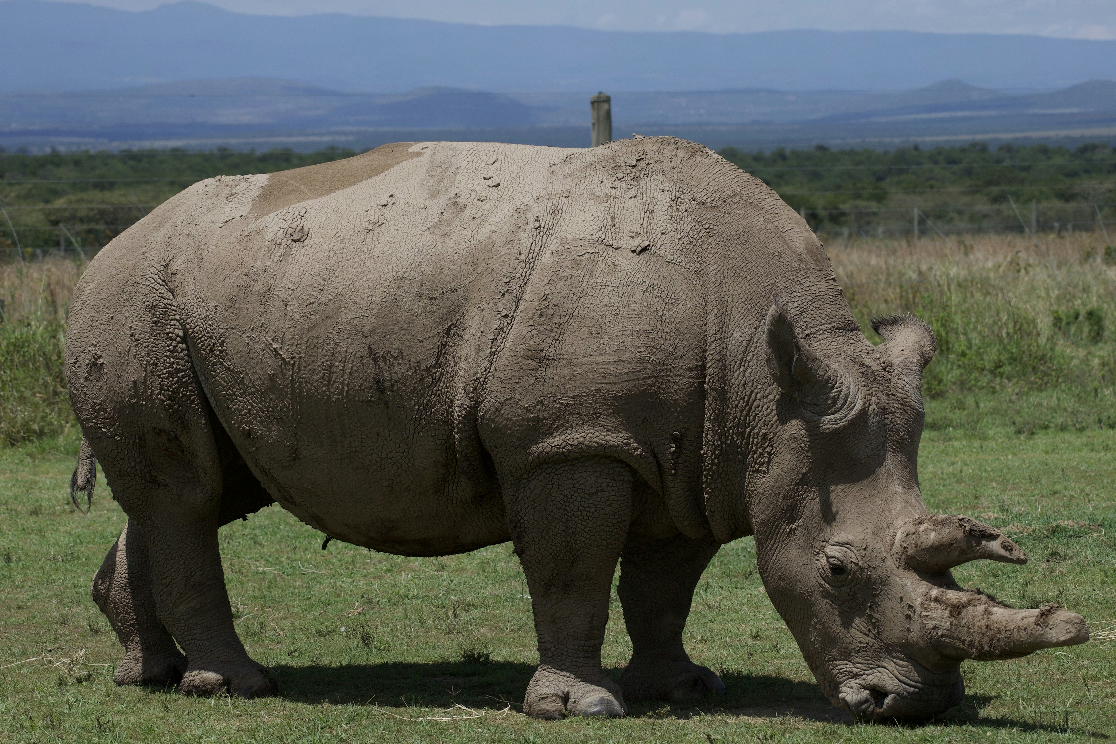 Grounded in Humility: A Rhino in Wide Open Savannah
