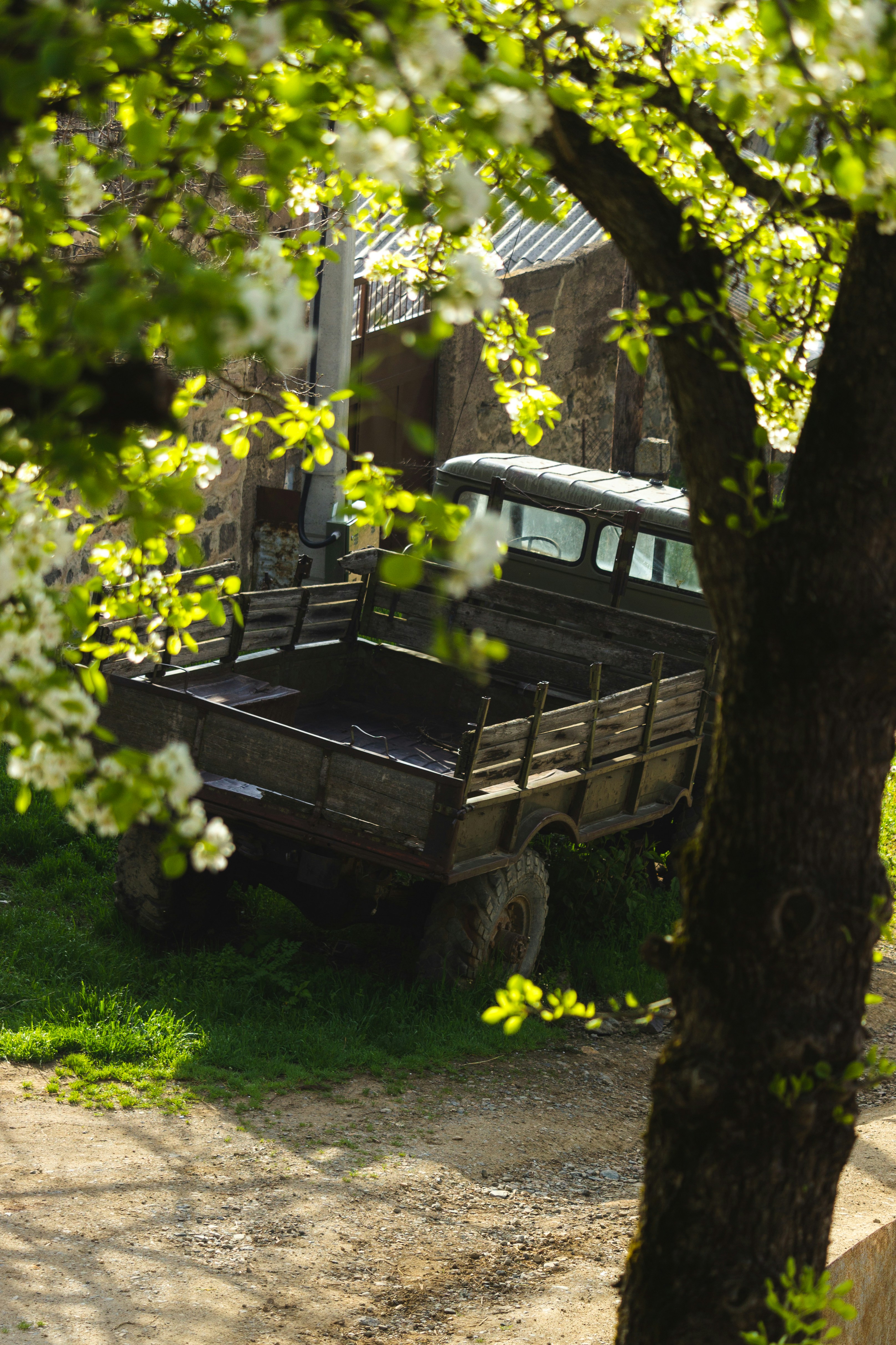 An Overgrown Yardtruck: Light Filters Through Blossoms Over a Static Freight Vehicle