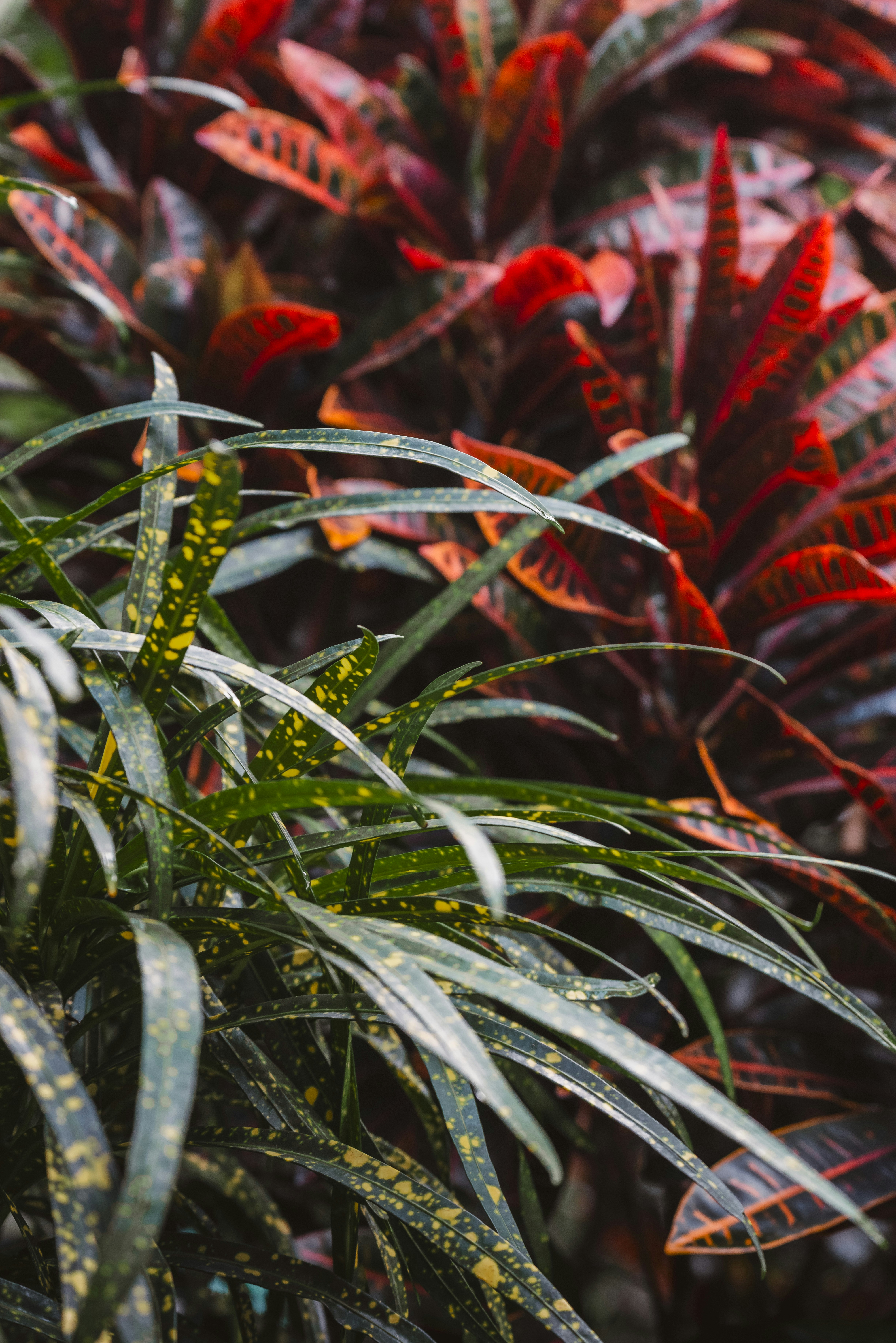 Verdant Stripes: A Close-Up of Textured Foliage in Mixed Autumn Hues