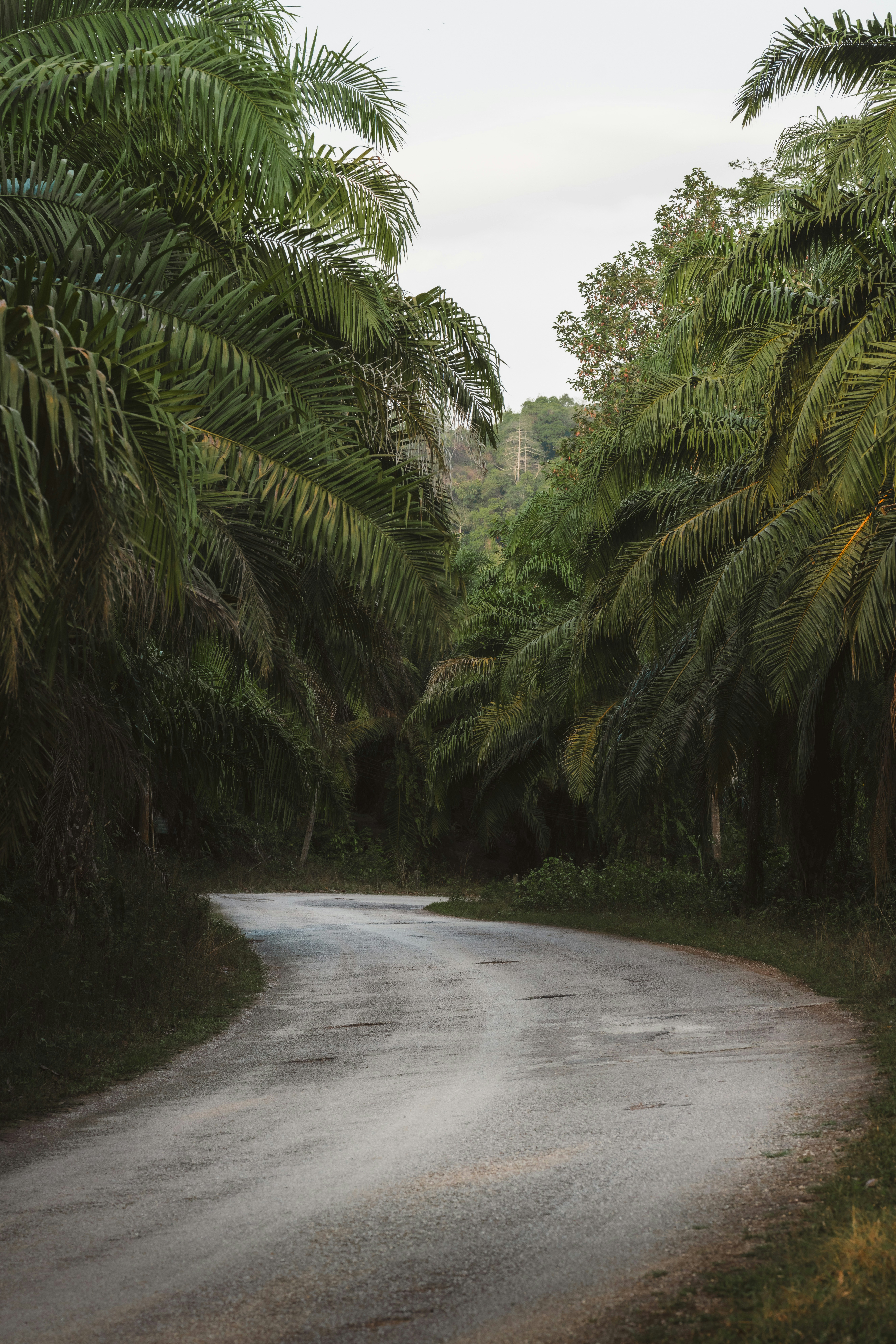 Palm-lined Road Through a Quiet Corridor