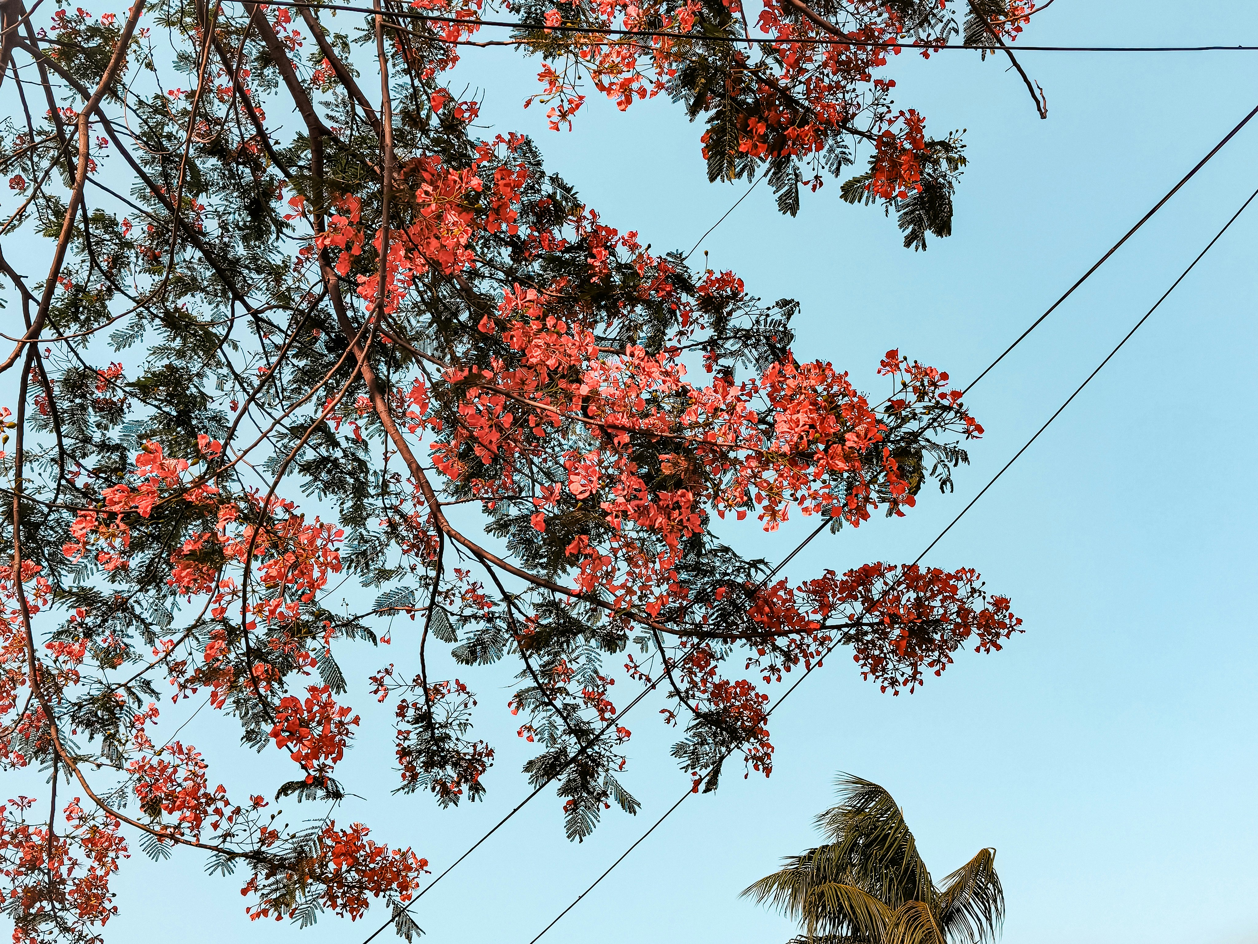 Azure Sky Above Red Floral Canopy
