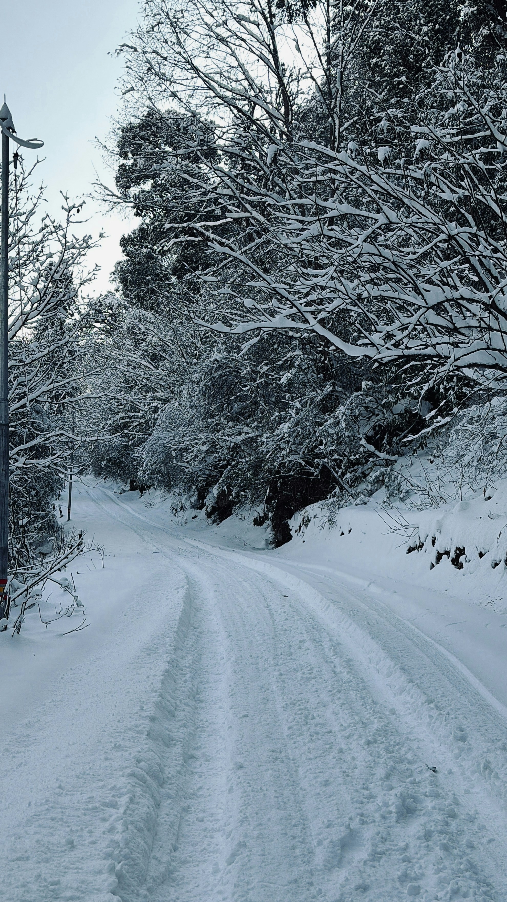 Snowbound Lane Tenderly Woven by Trees