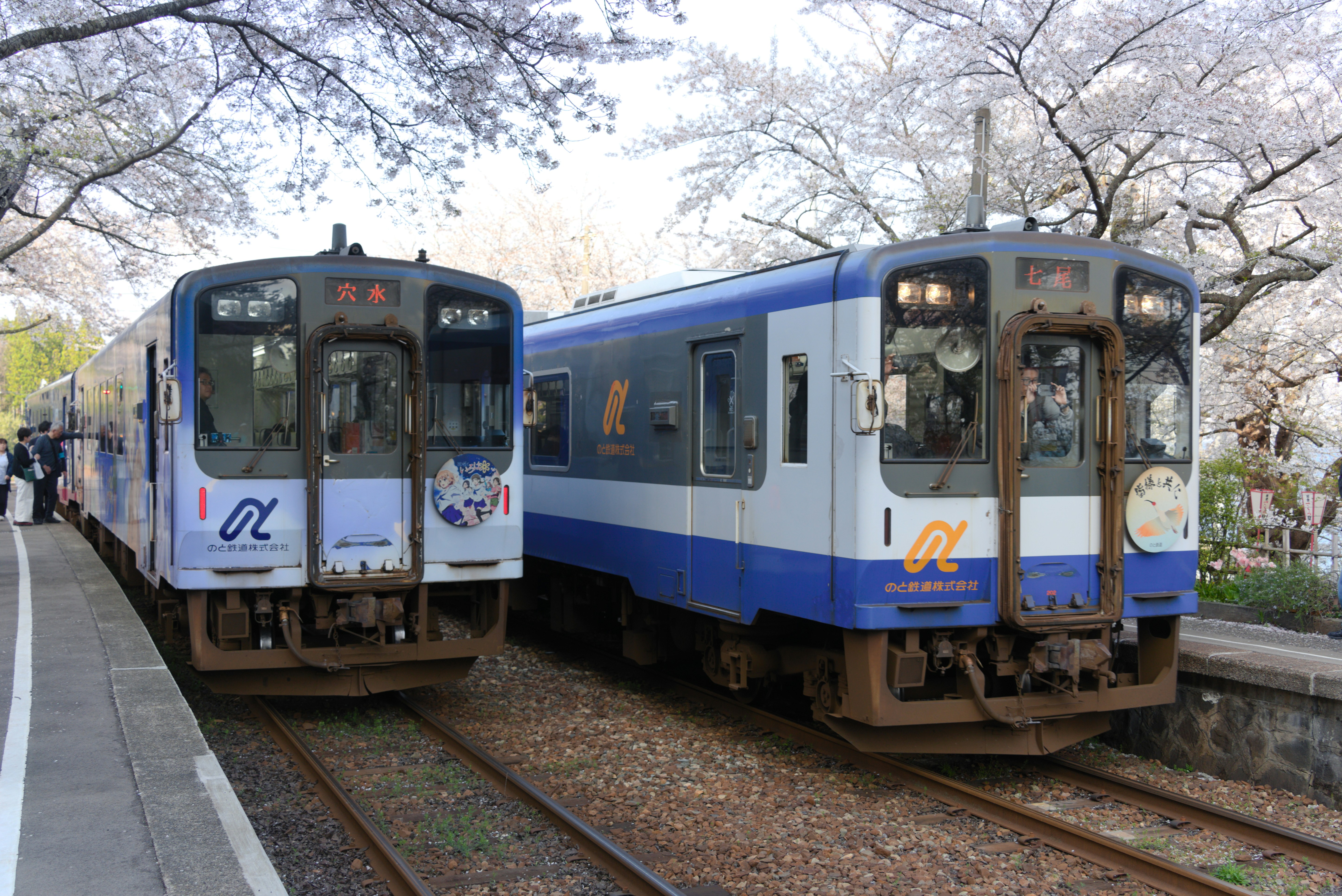 Two blue commuter trains at a sunlit cherry-blossom station