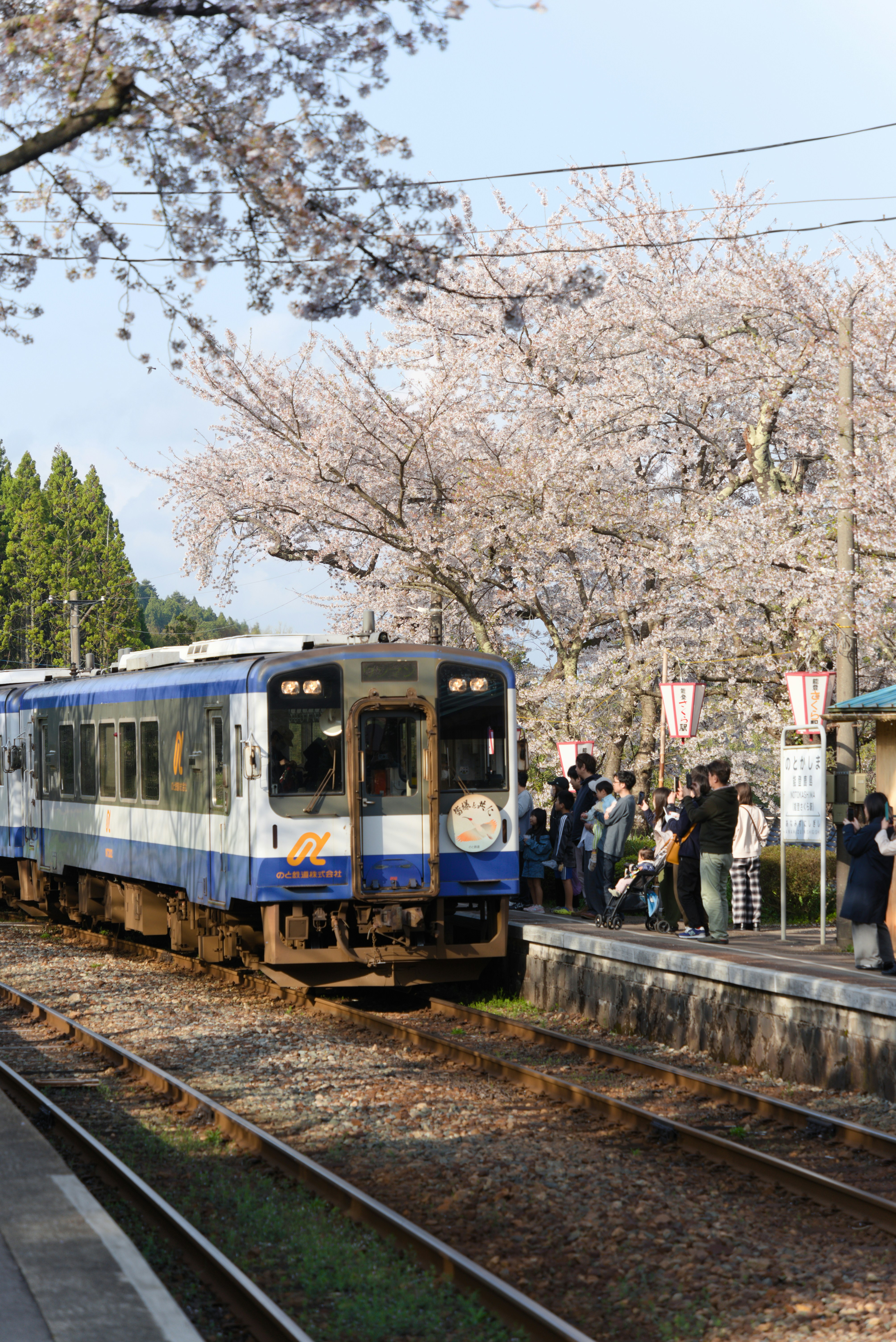 Cherry Blossom Express: A Quiet Moment at the Platform