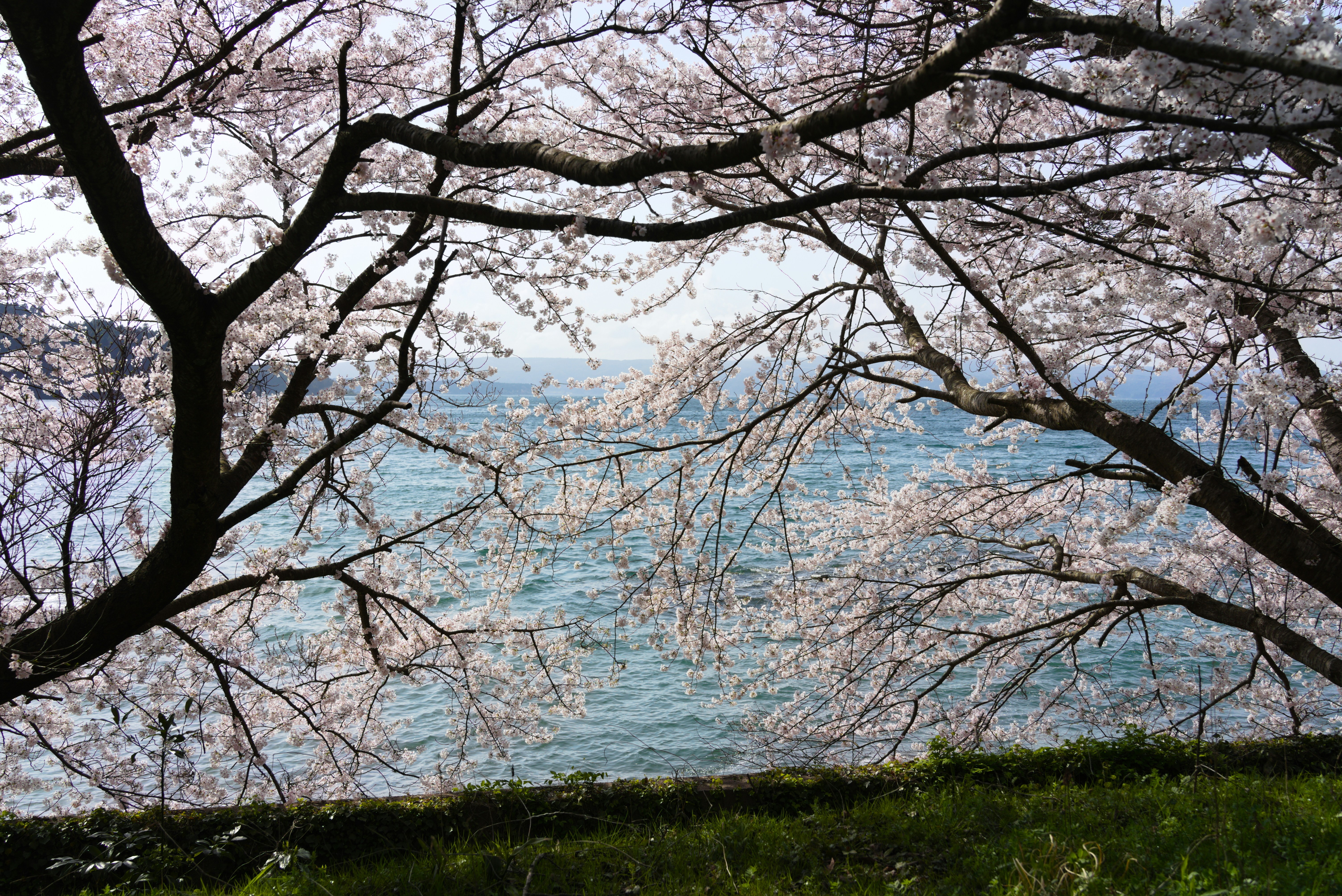 Blossom Canopy Over Azure Quiet