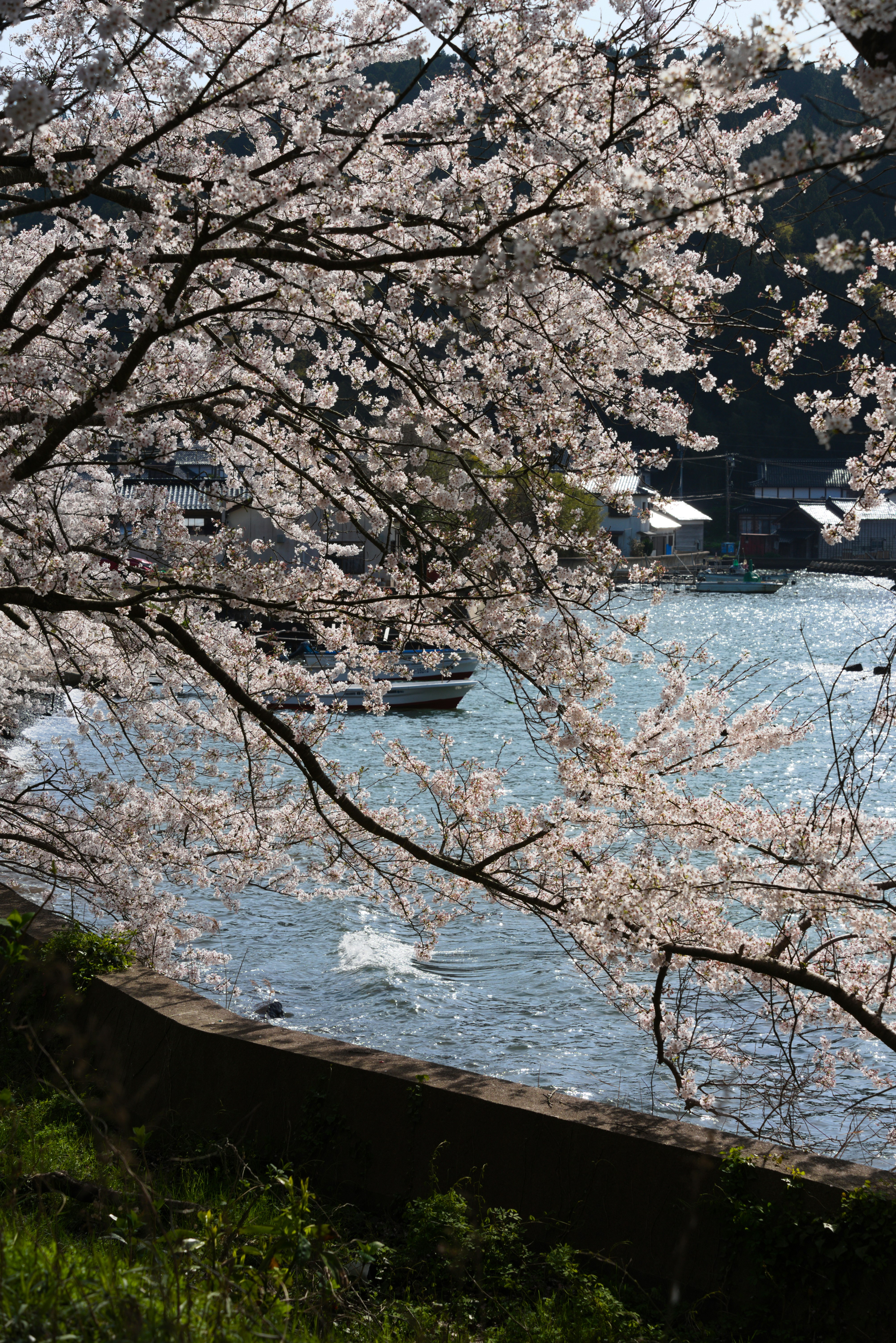 Blossoms Over the River: A Quiet Moment Through Spring Branches