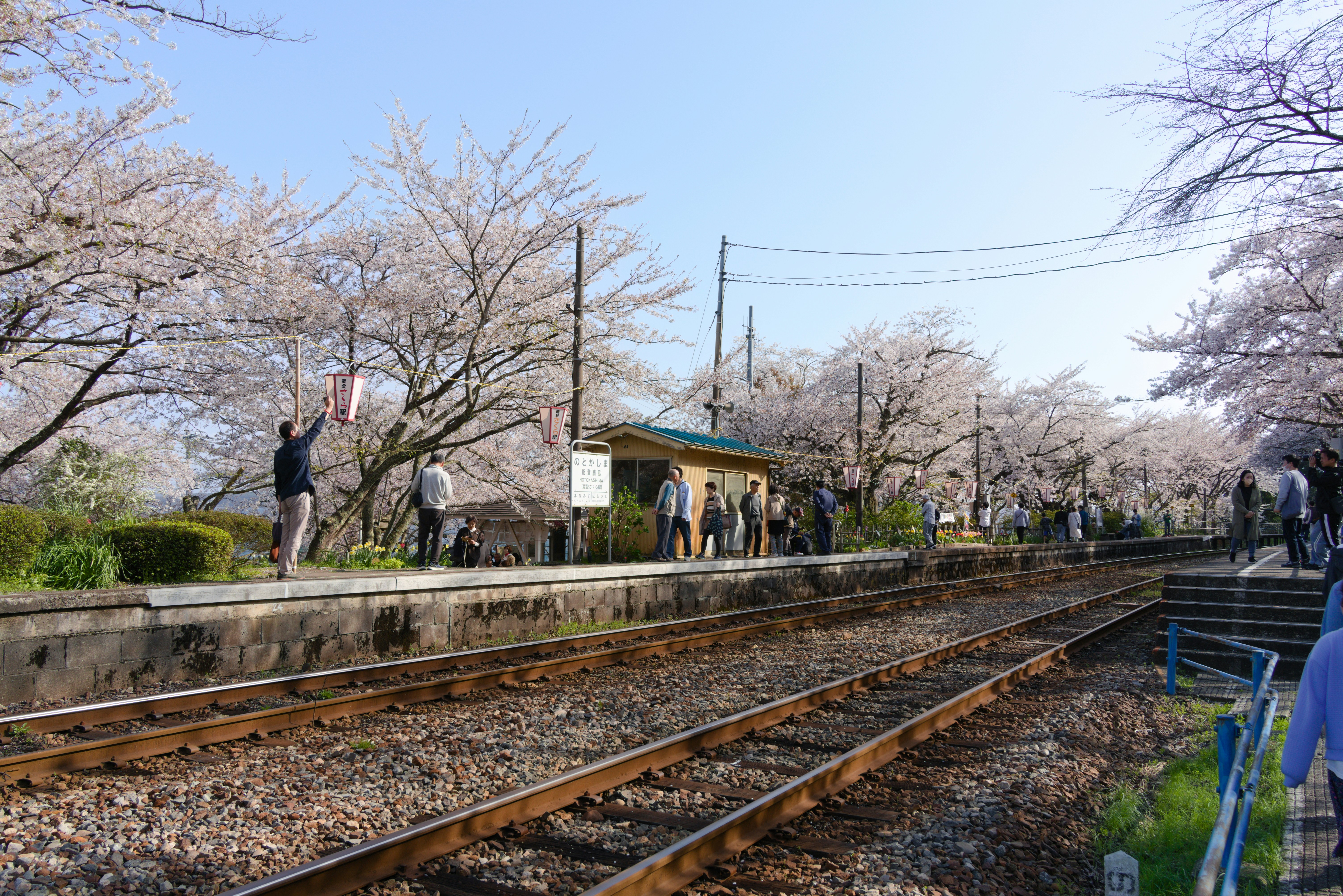 Cherry Blossom Station: People Reach for the Sky