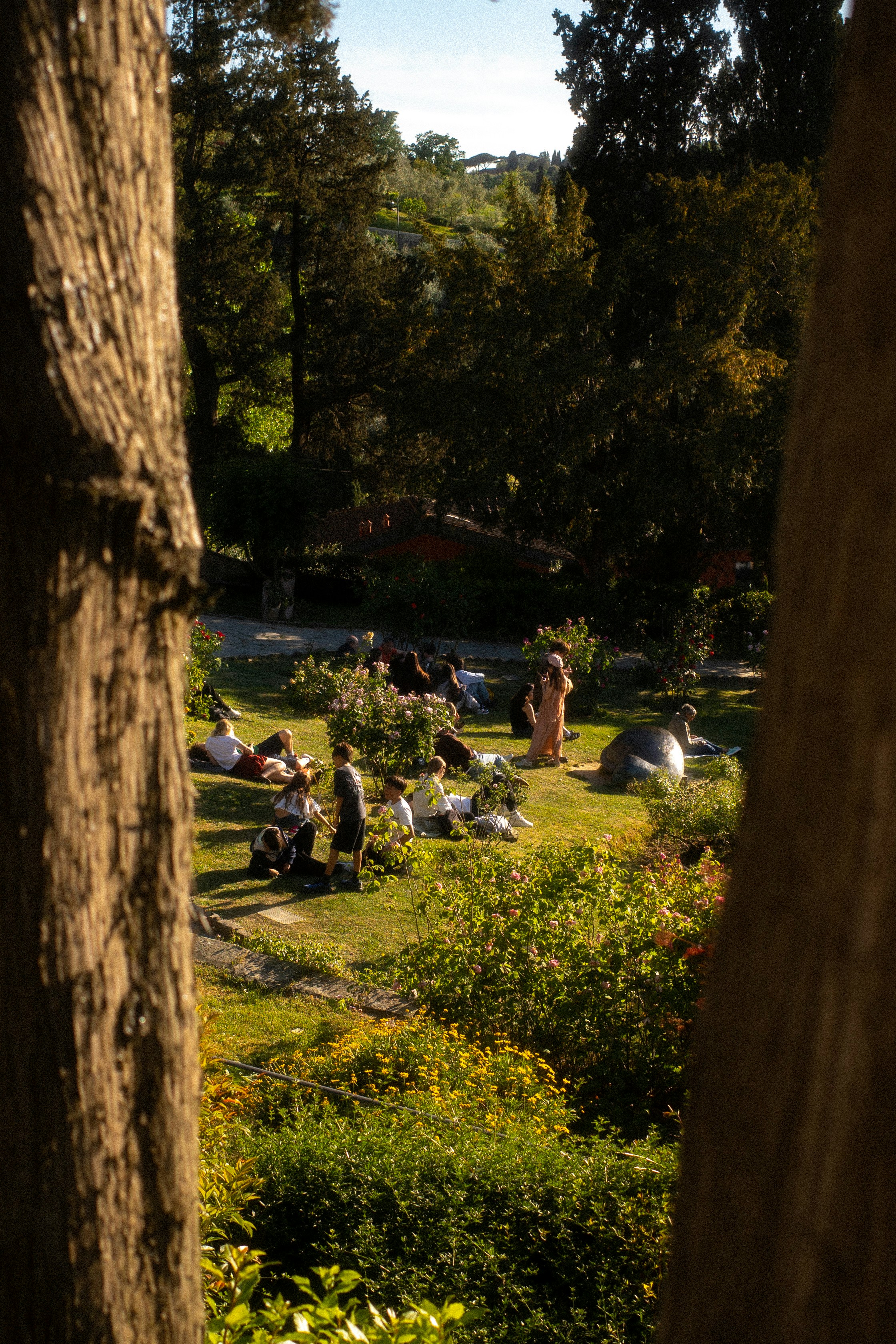Sunlit Garden Revelry Framed by Trunks
