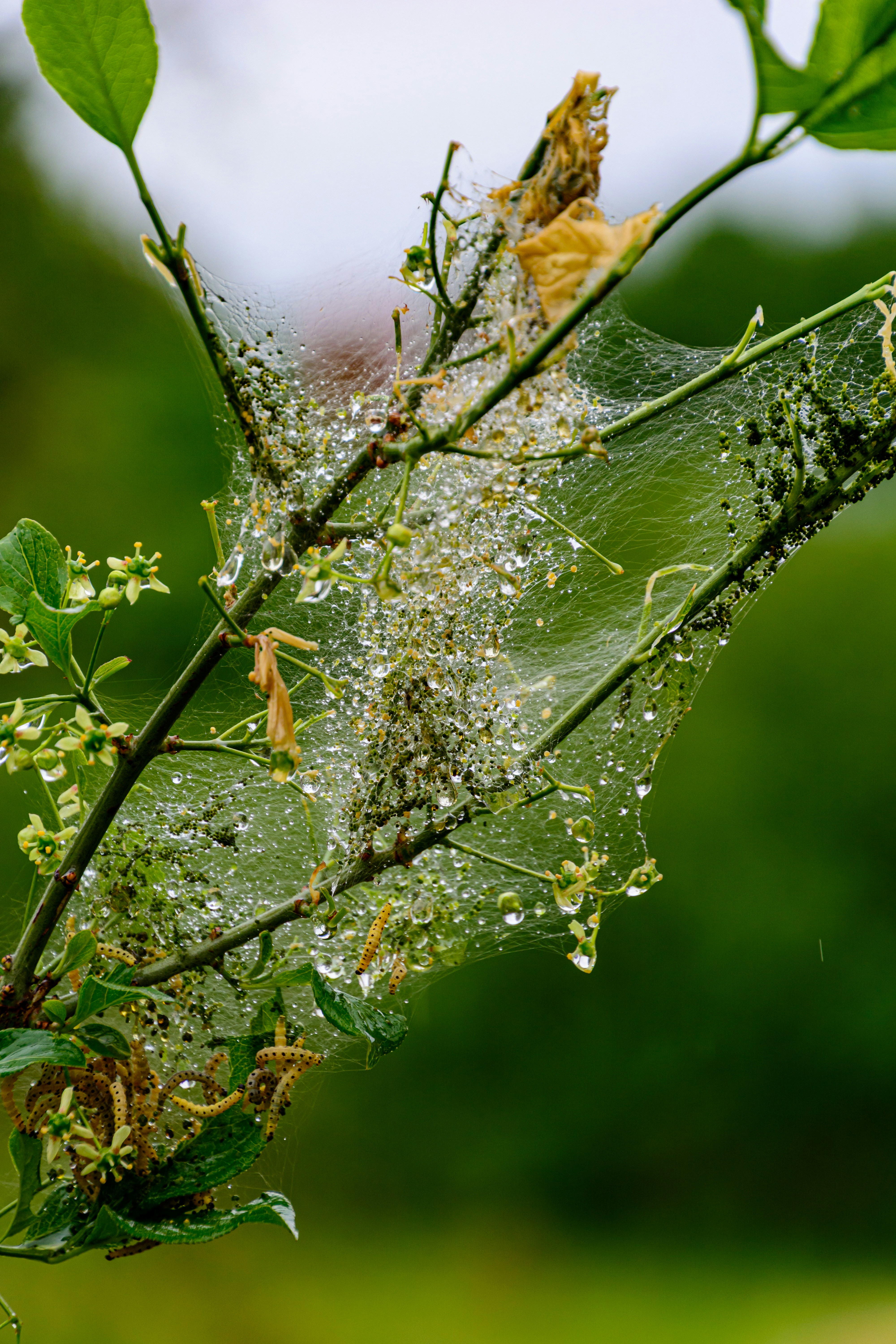 Silken Web: Dew-Dusted Spider Silk Between Green Tendrils