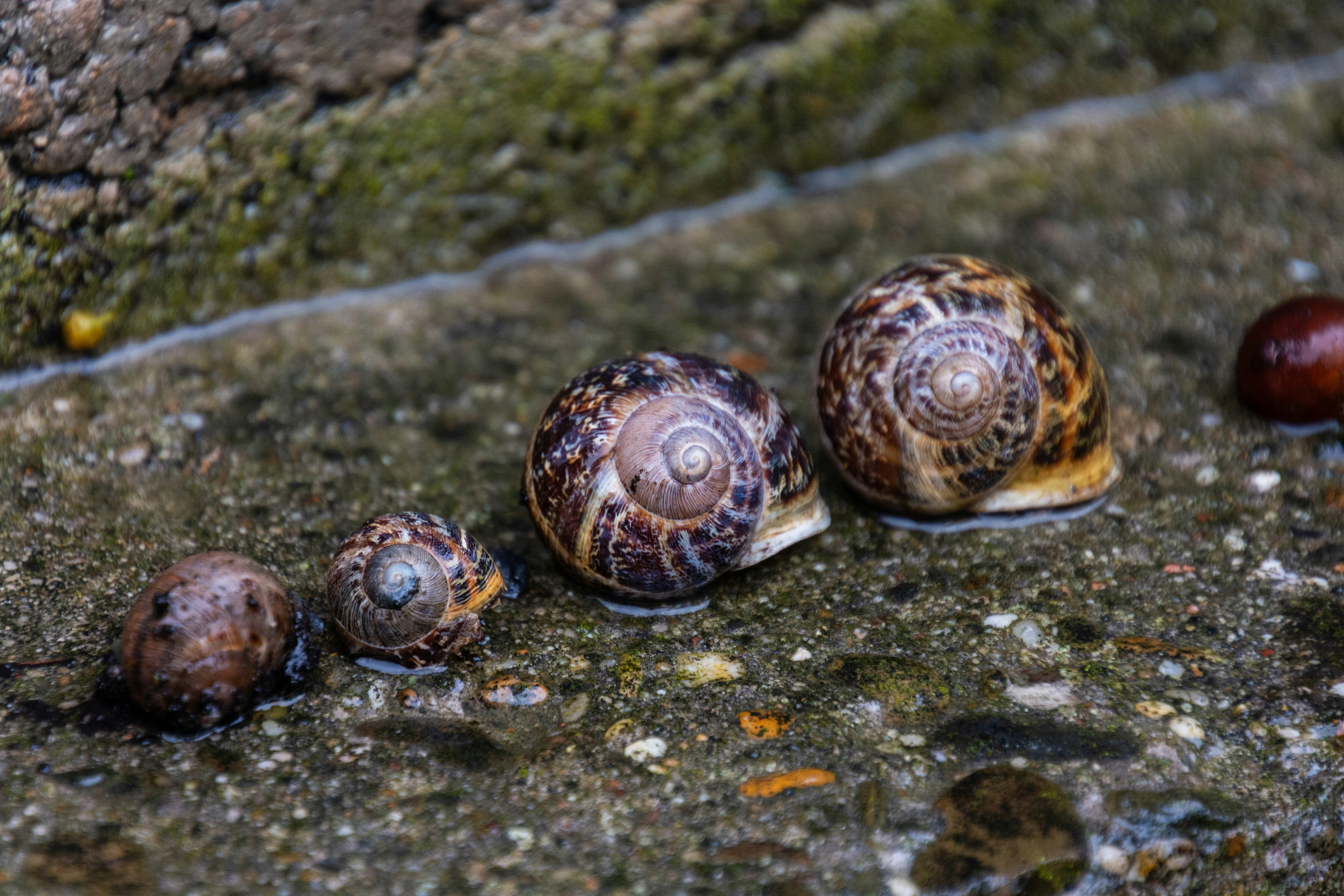 Line of Snails on Rain-Wet Stone