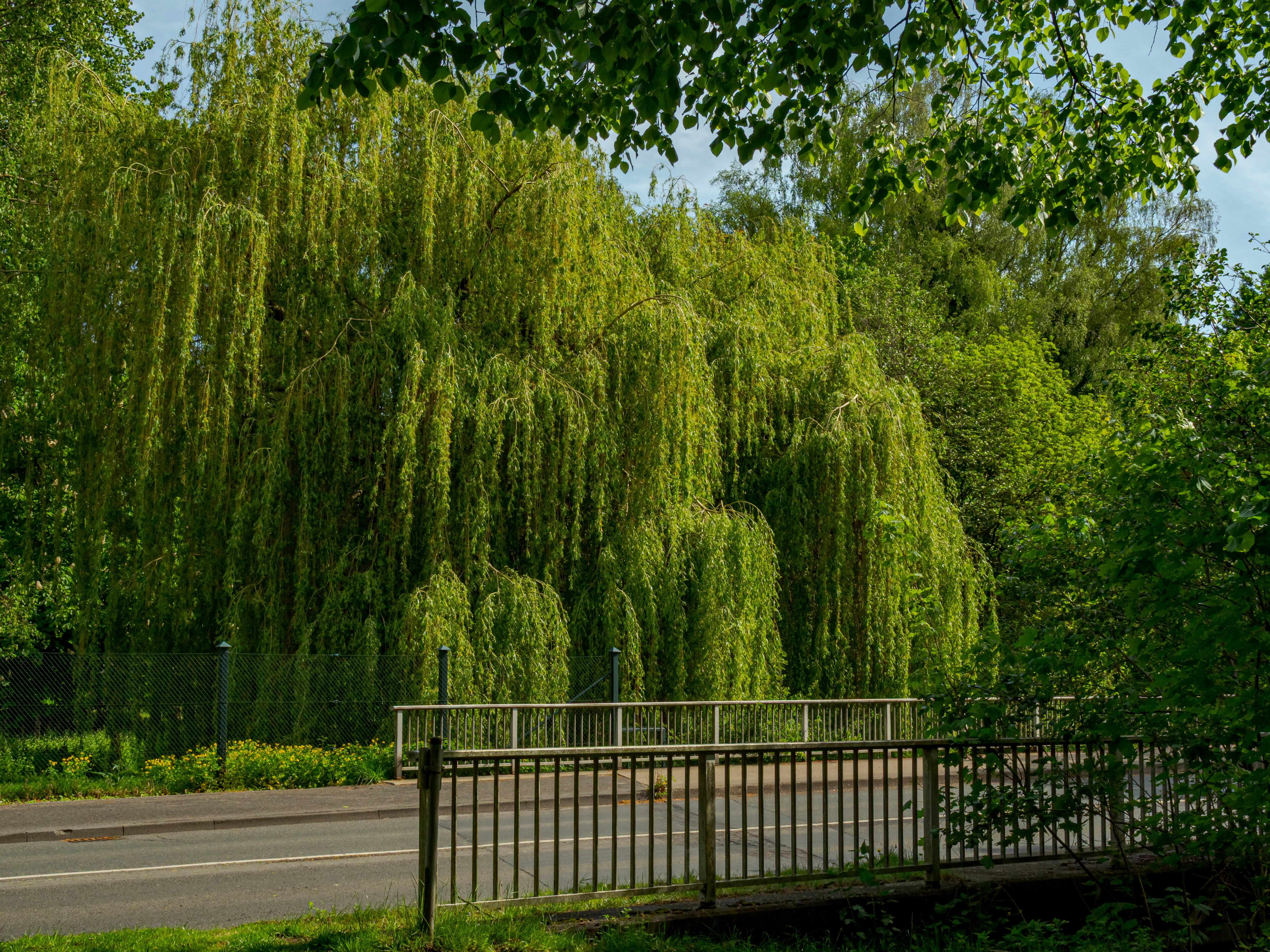 Quiet Riverside Pathway Beneath Weeping Willows