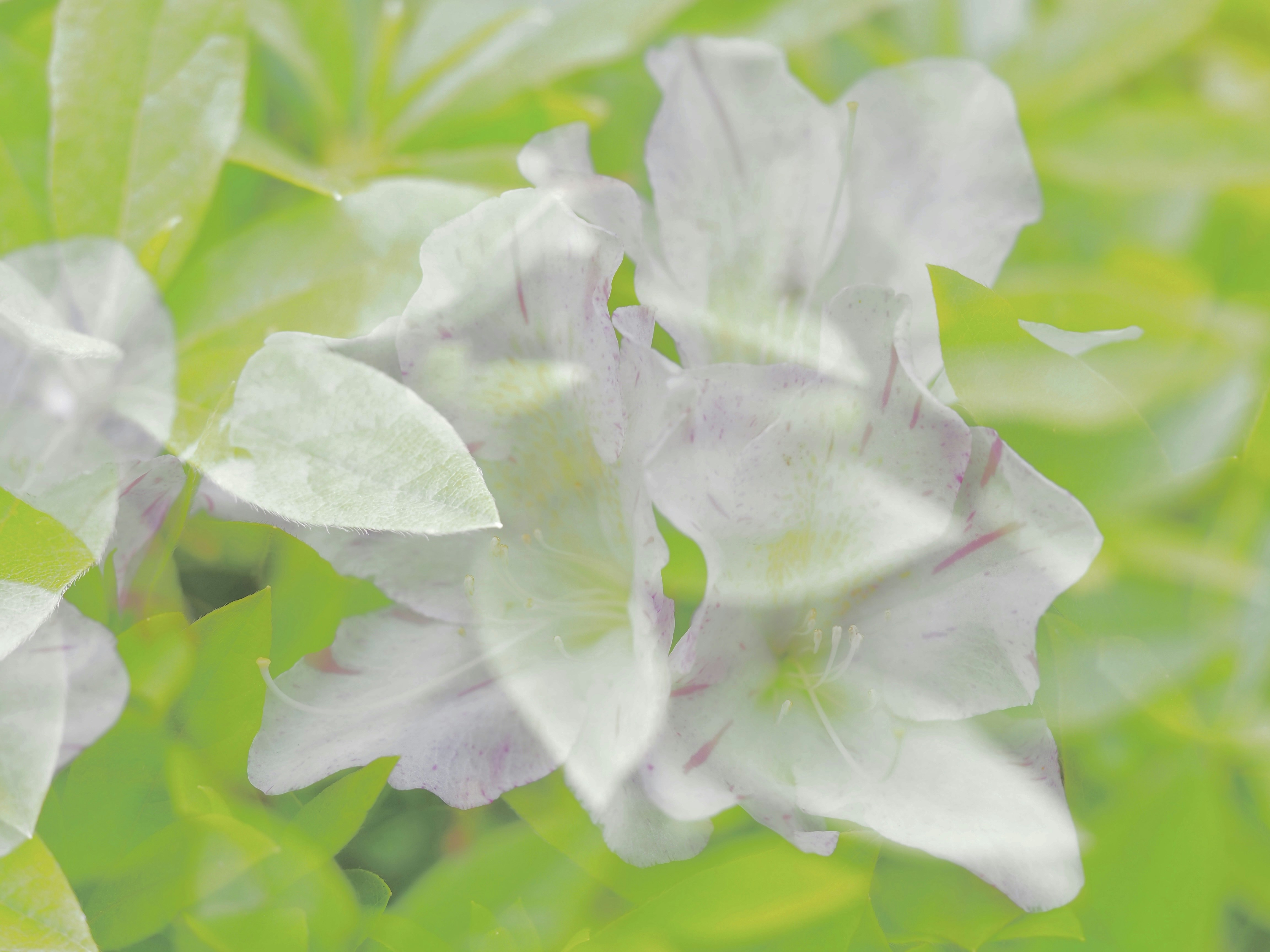 Pastel Petals in Soft Focus Garden