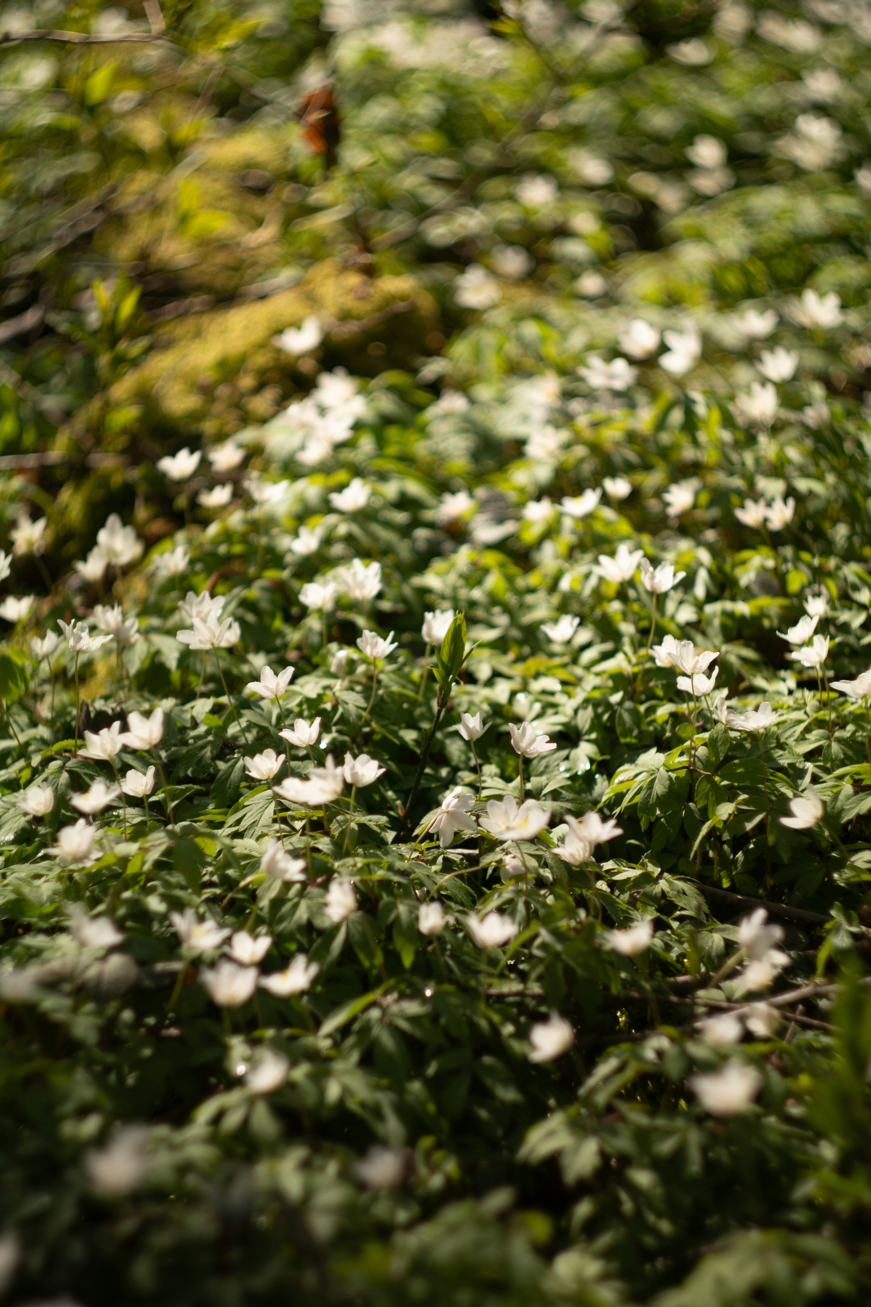 Whispering White Blooms in a Sunlit Understory
