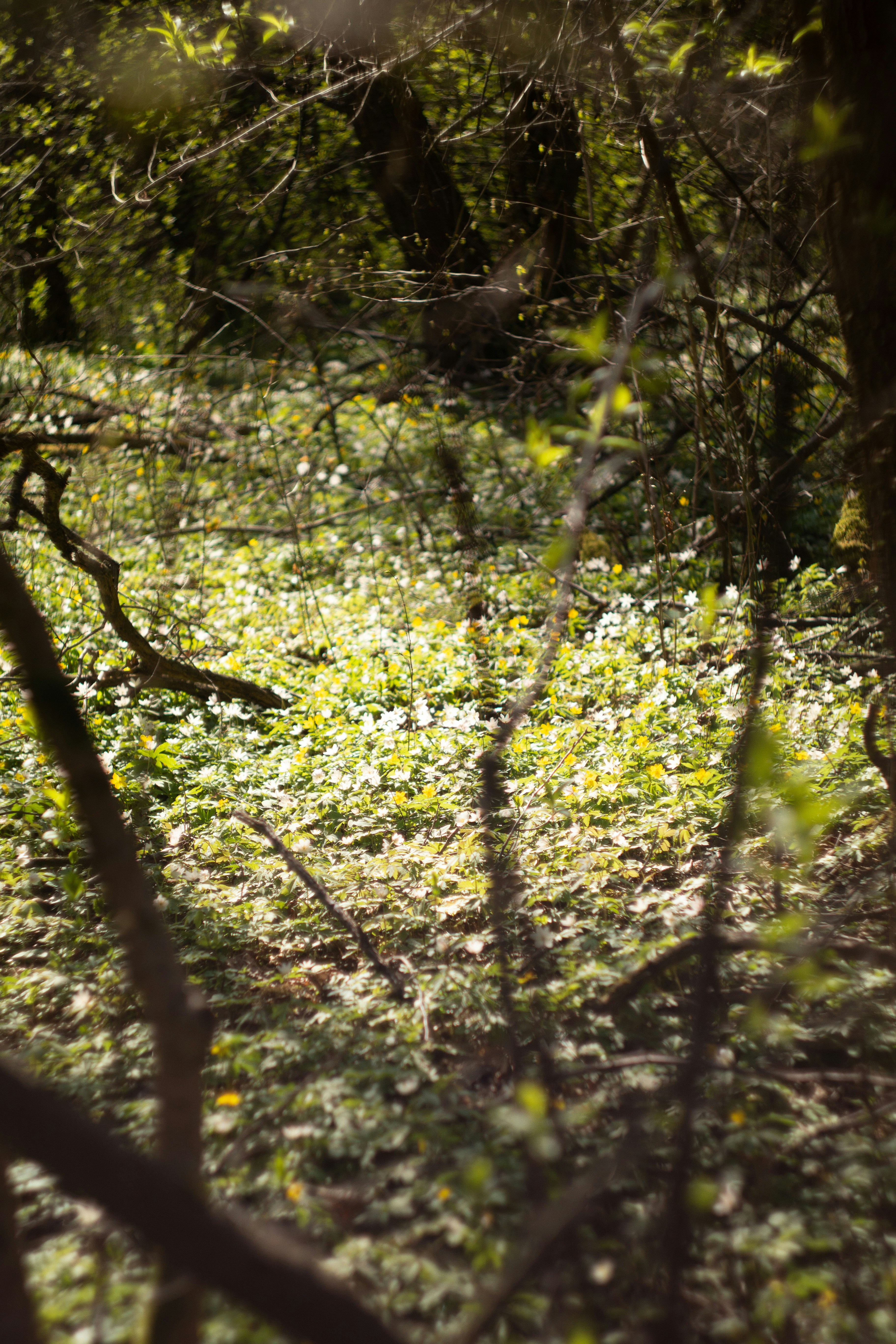 Soft Sunlit Clearing Through a Tangled Underbrush