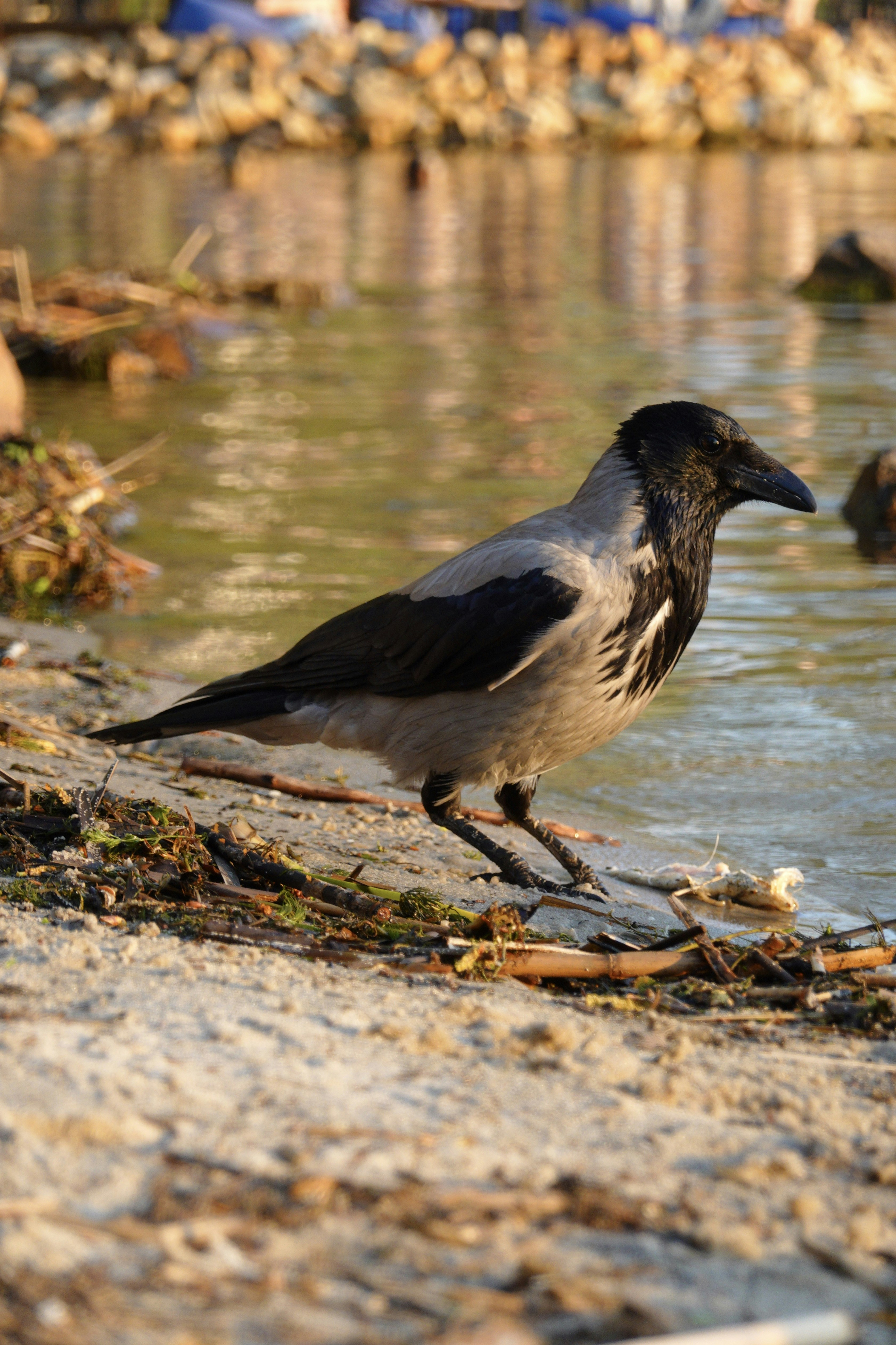 A hooded crow stands on a sandy shore near water.