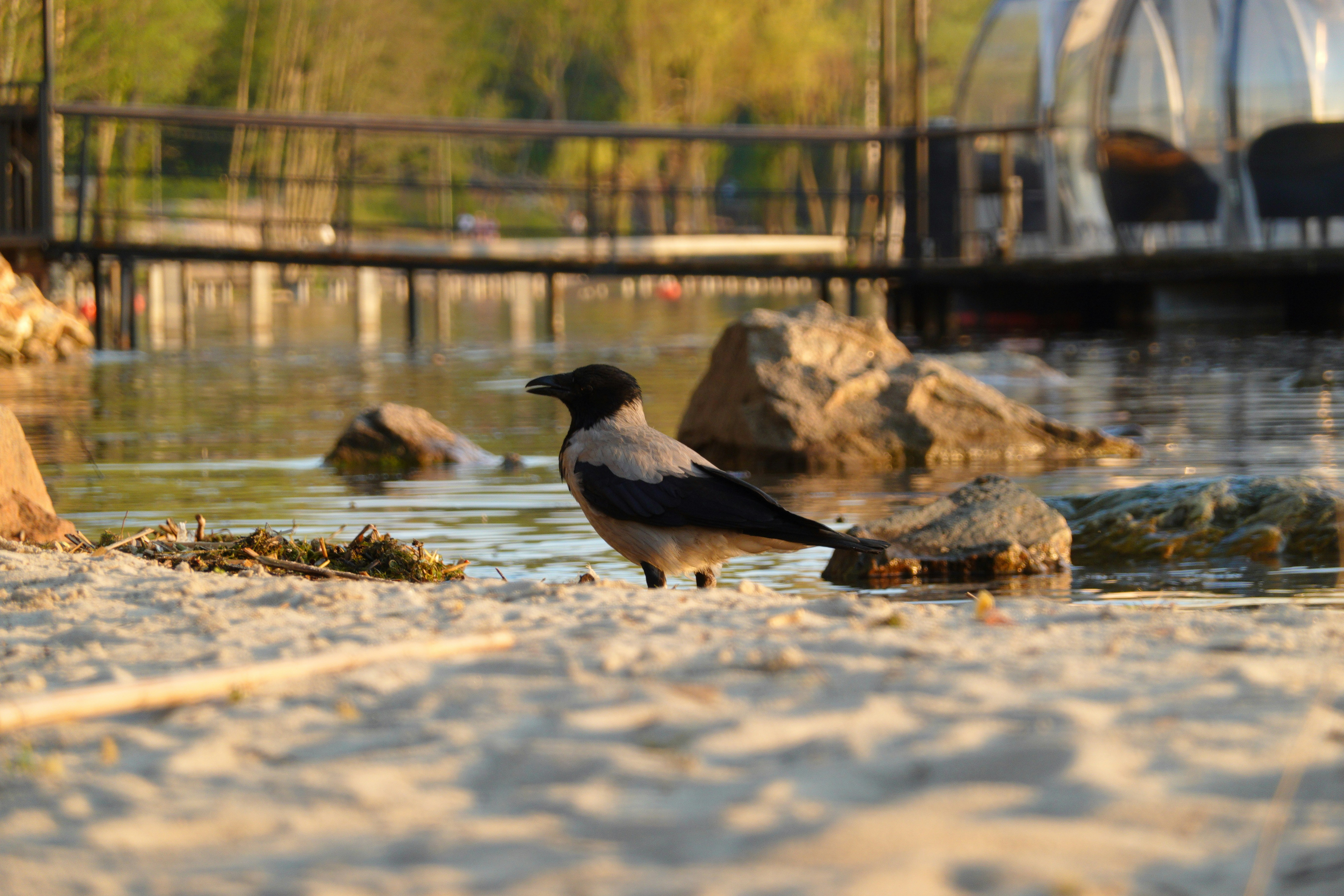 Lone Hooded Crow Guarding the Beach Edge
