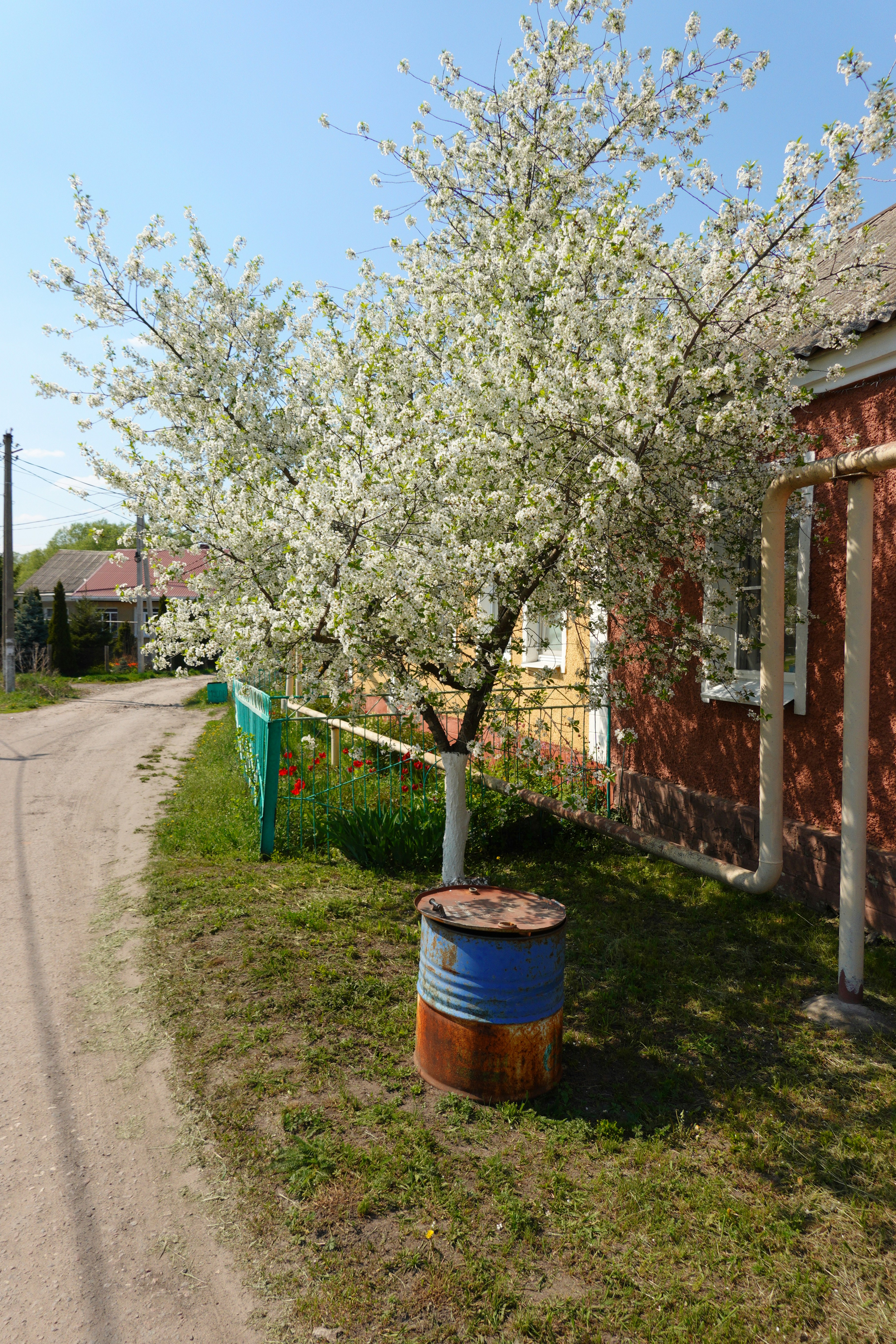 Blossoms by the Riverside Lane