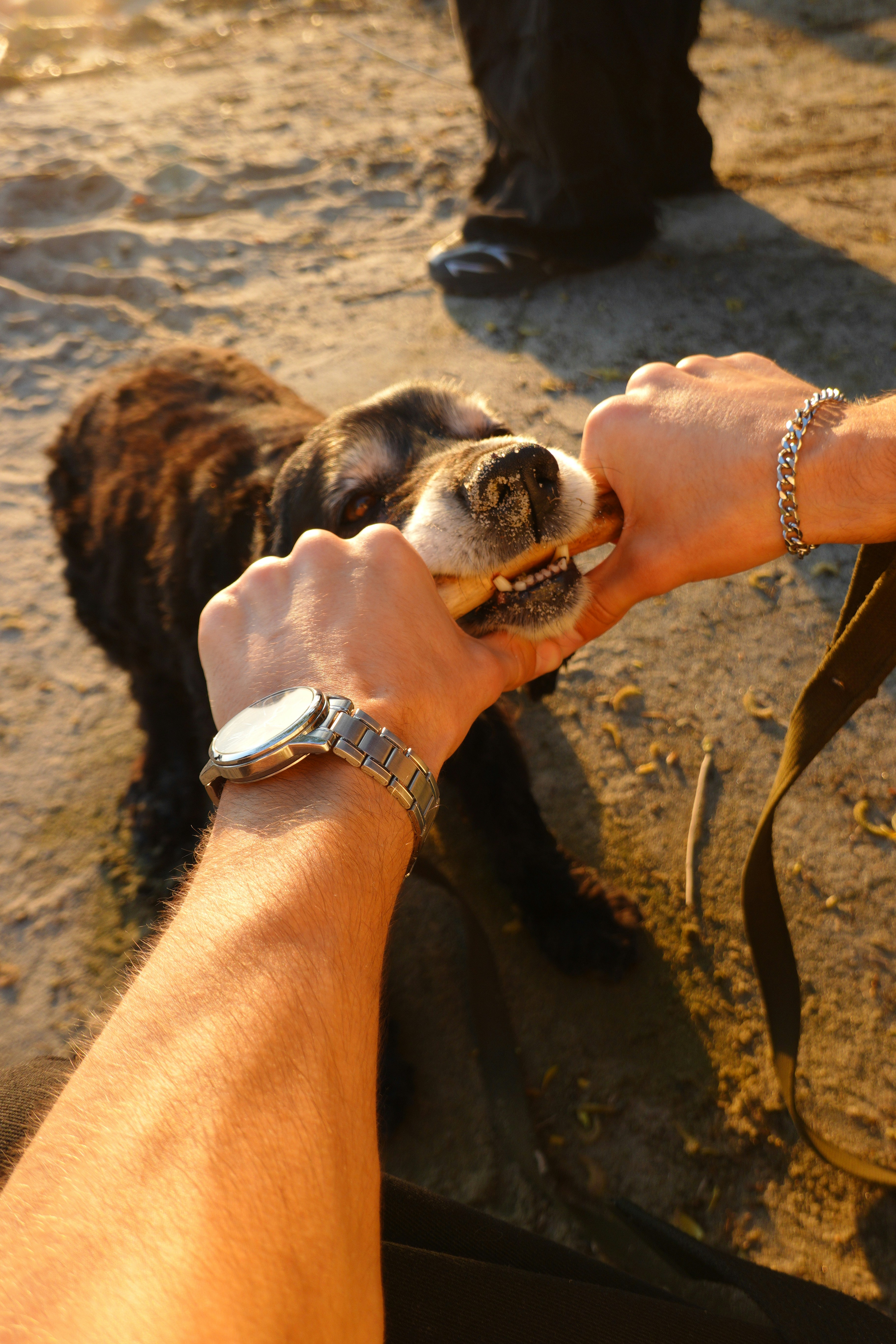 Grasp at Dawn: A playful bite on a sandy beach
