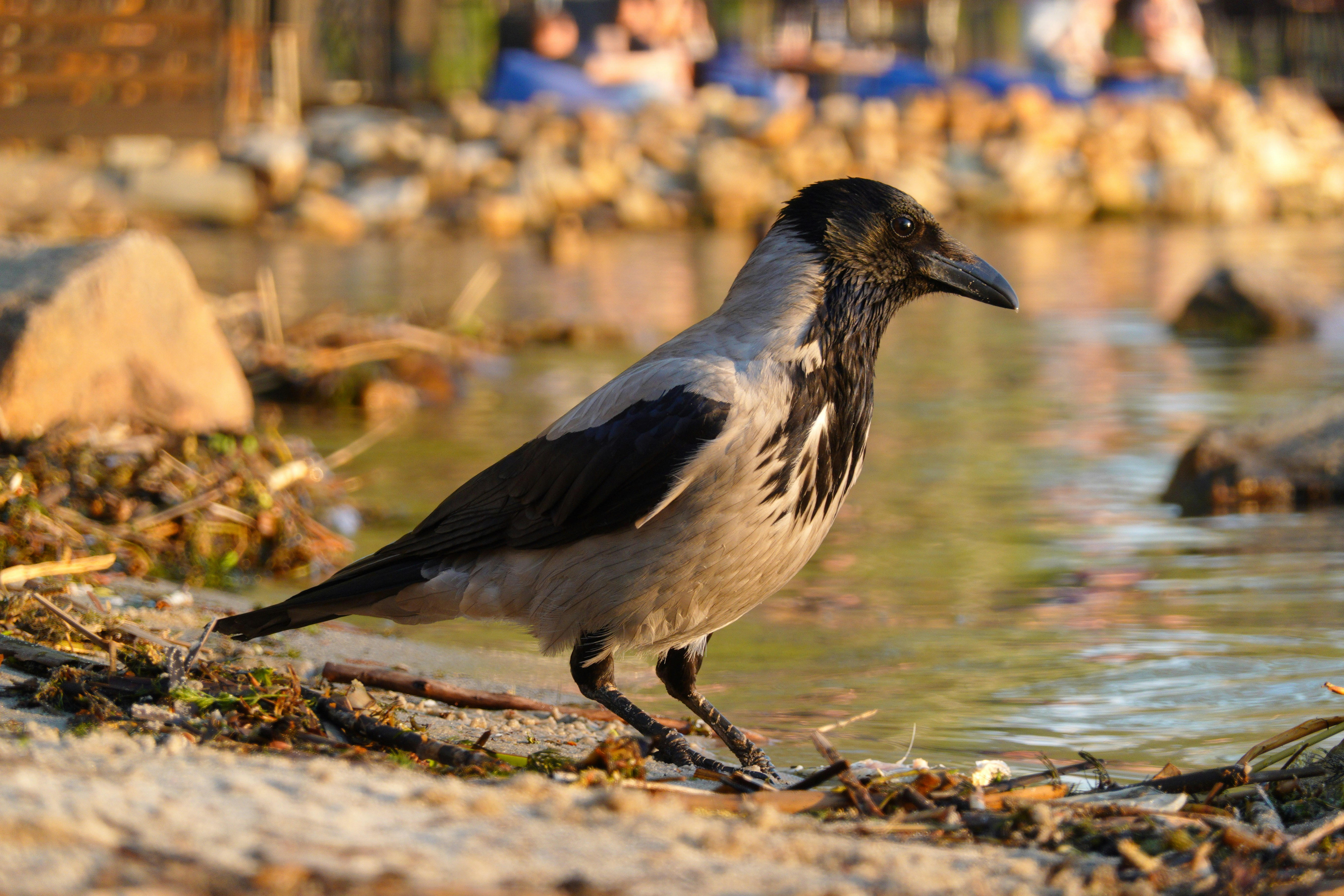 A hooded crow stands by the water's edge.