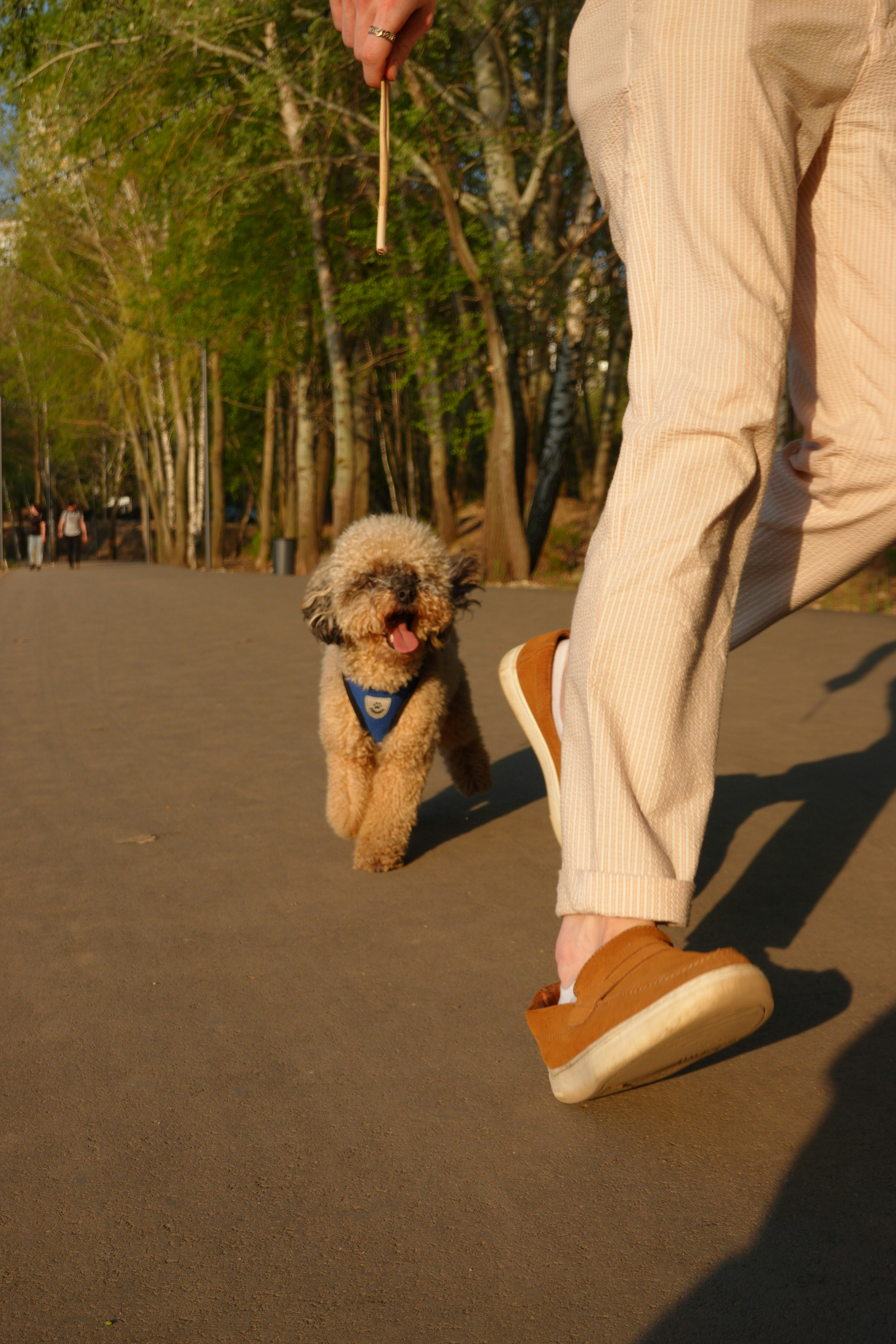 A small dog runs towards the camera with a stick.