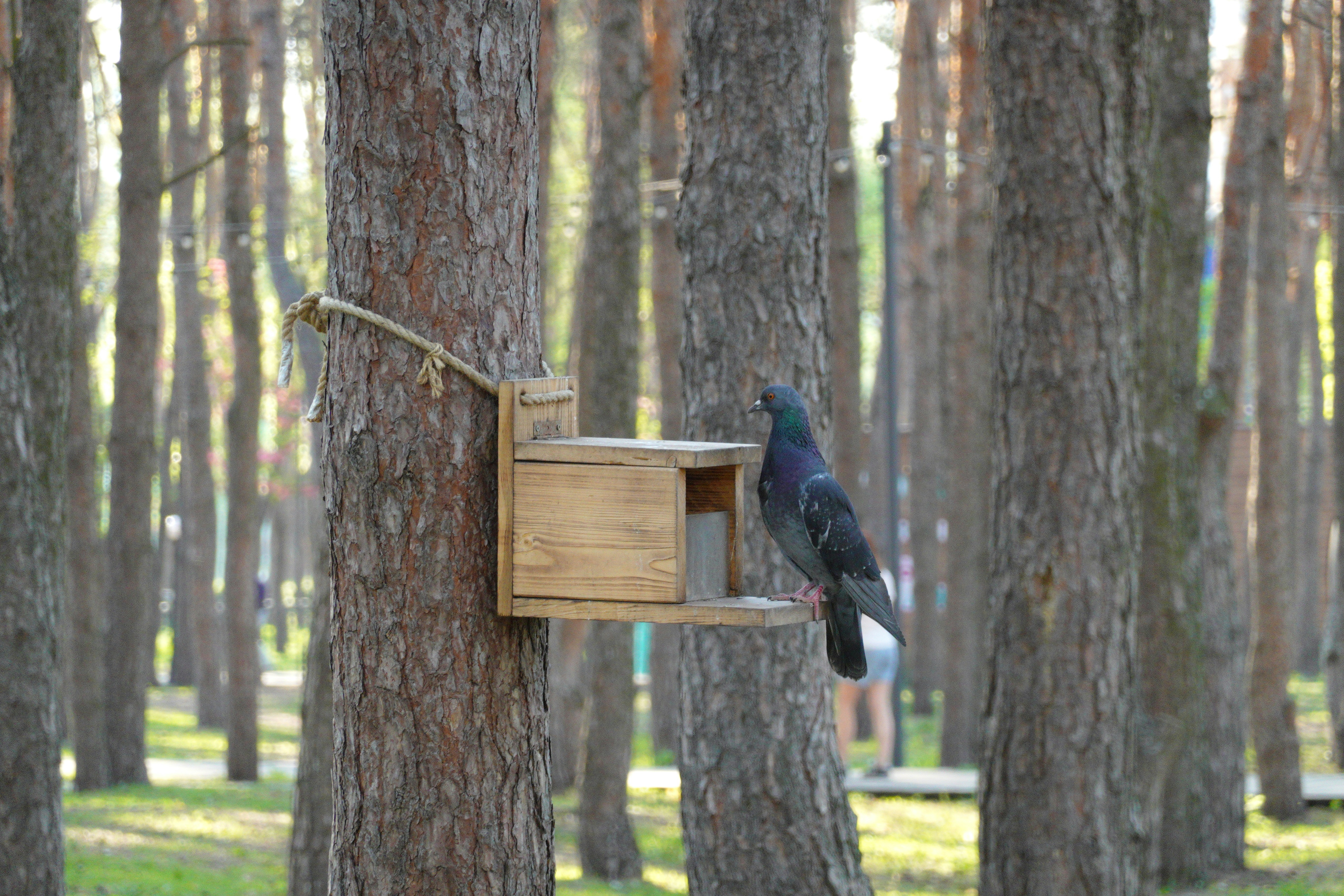 Bird Feeder in a Quiet Pine Corridor
