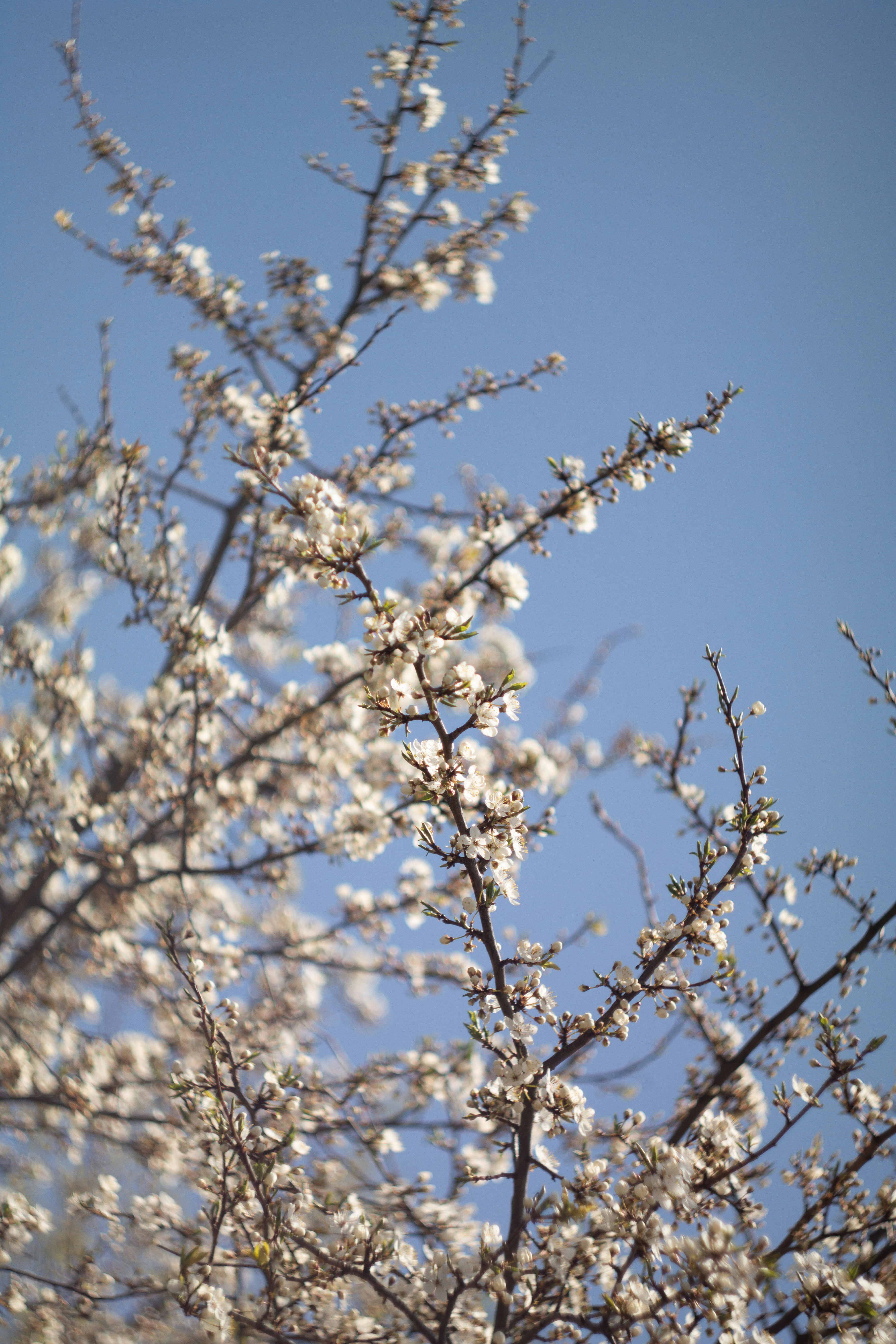 Blossoms Against a Clear Blue Gaze