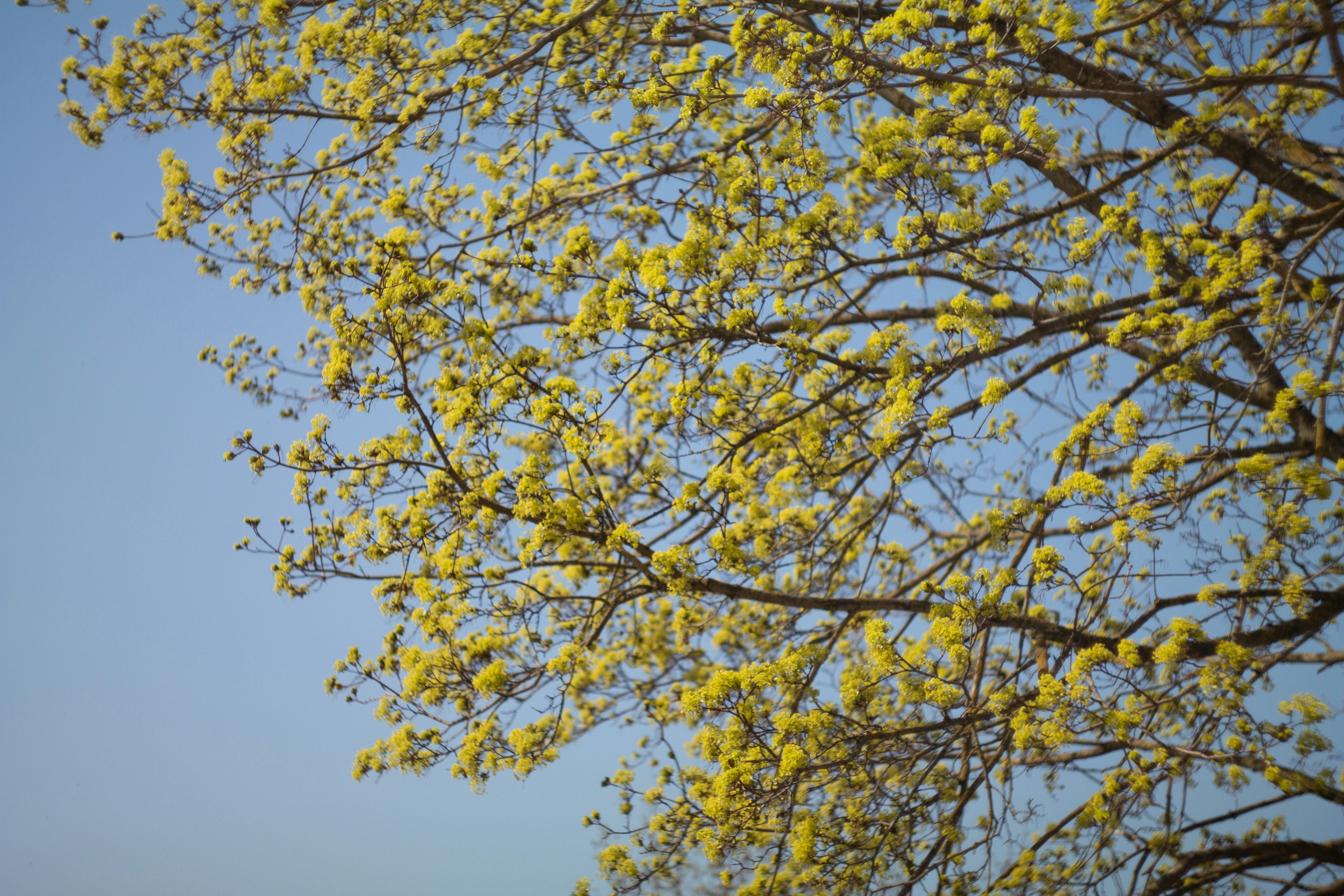 Sunlit Yellow Blossoms Reach for a Clear Sky