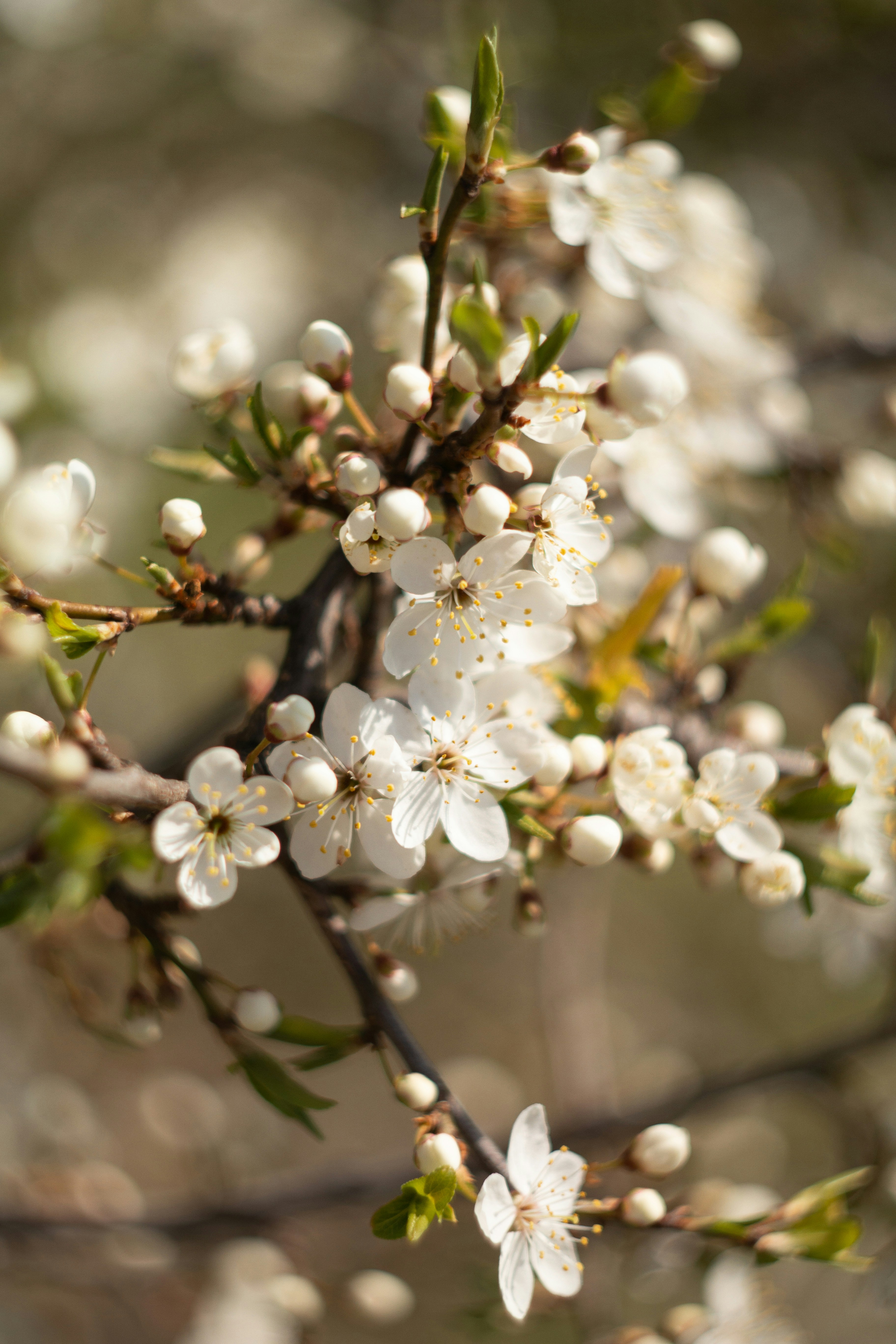 Blossoms in Focus: White Petals Bunched on a Sunlit Cherry Twig