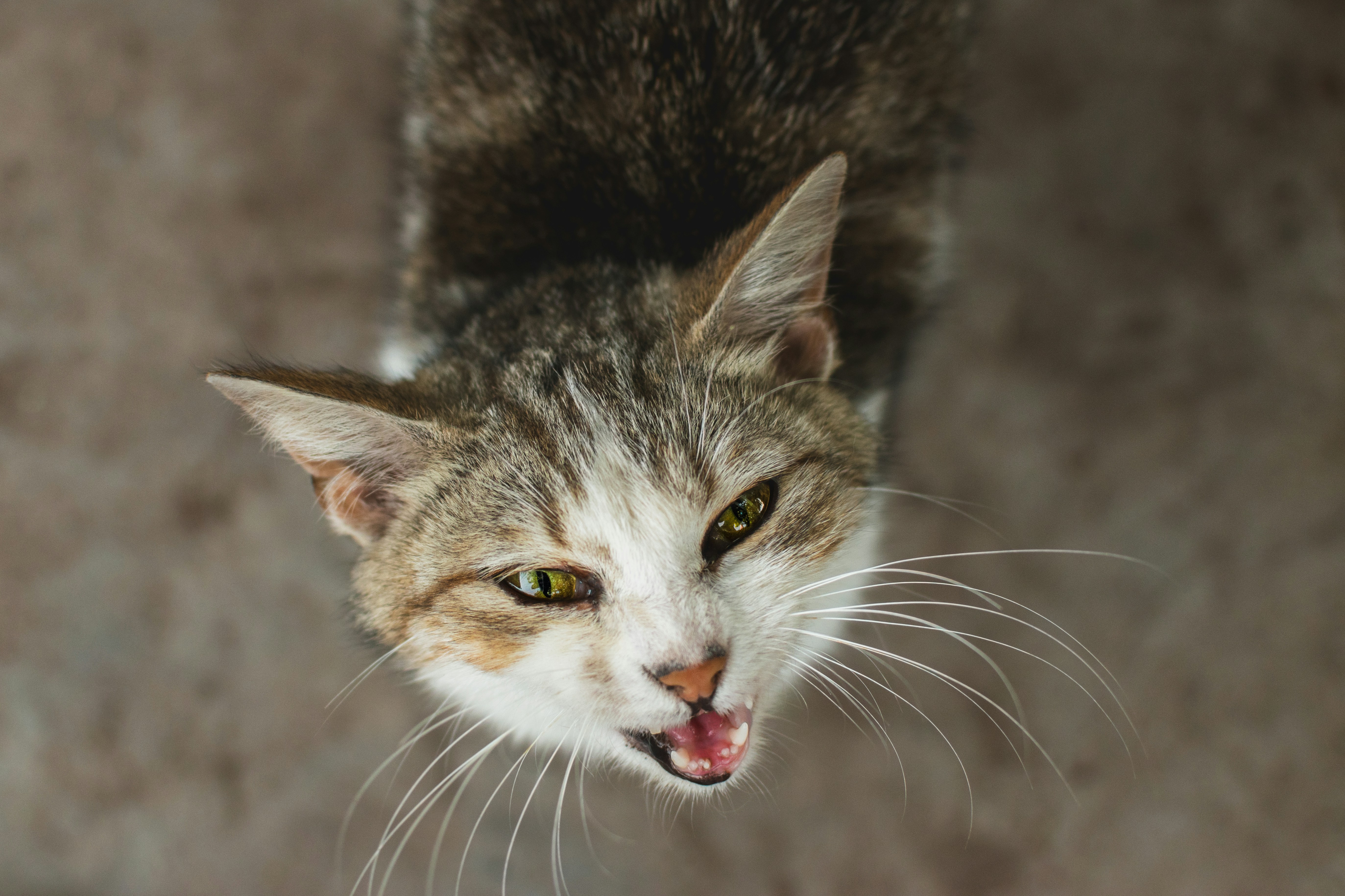 Close-up of a curious tabby cat with a fluttering whisker moment