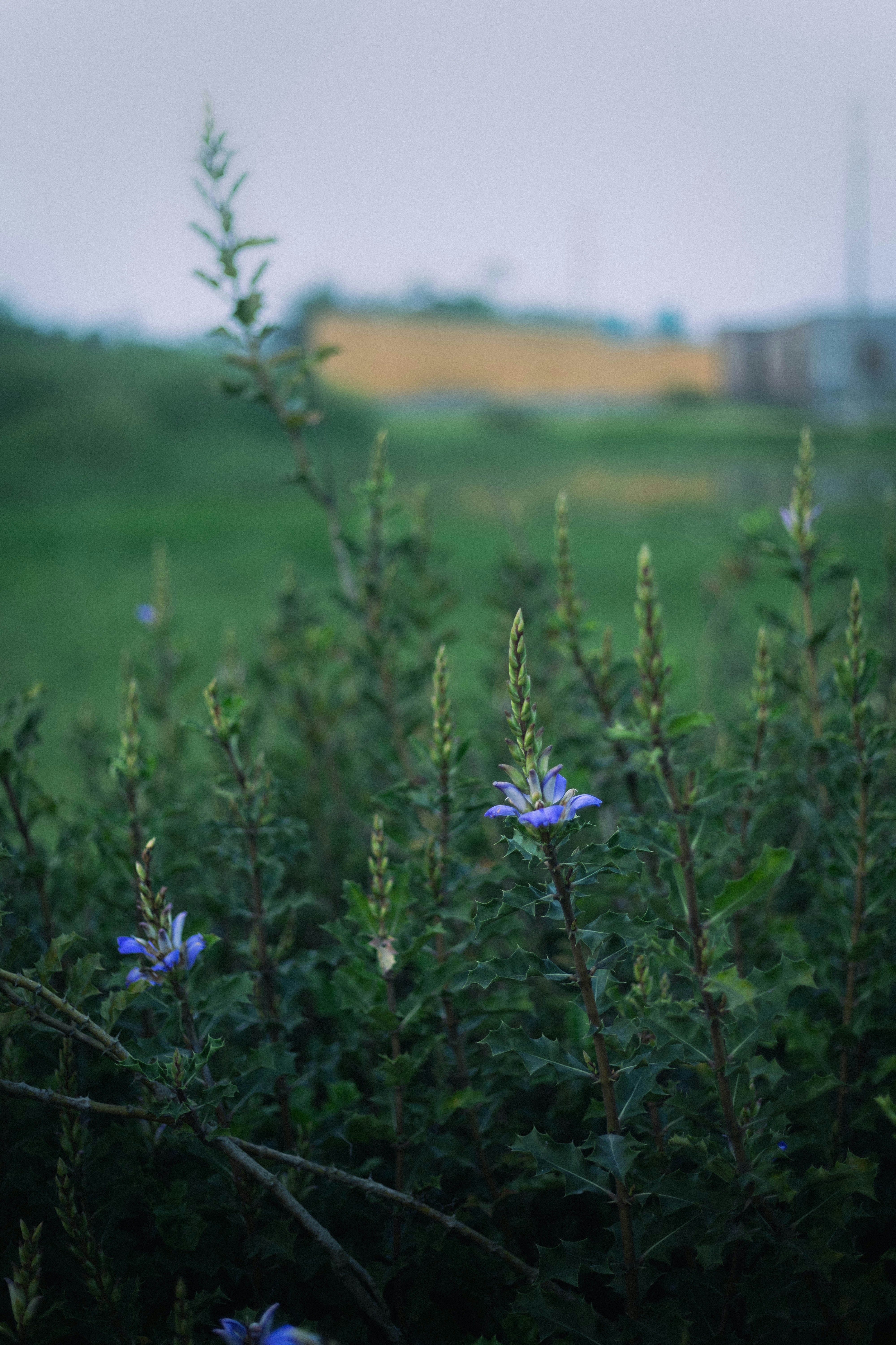Blue blooms amid a soft, green harbor of weeds and distant structures
