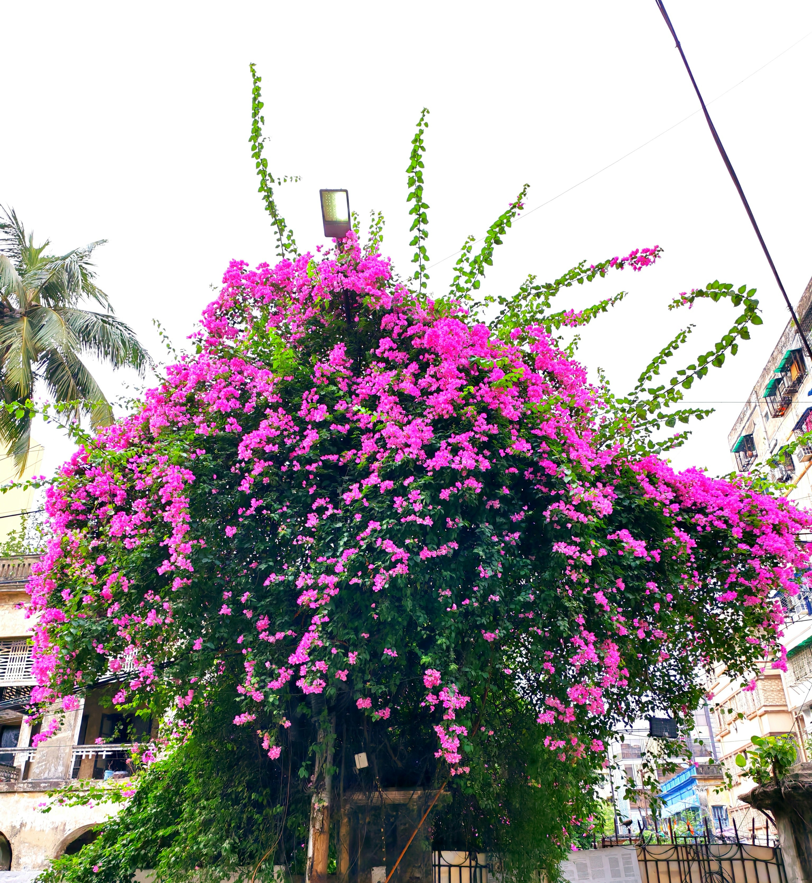 Bougainvillea Crowned Street Tree in Bloom