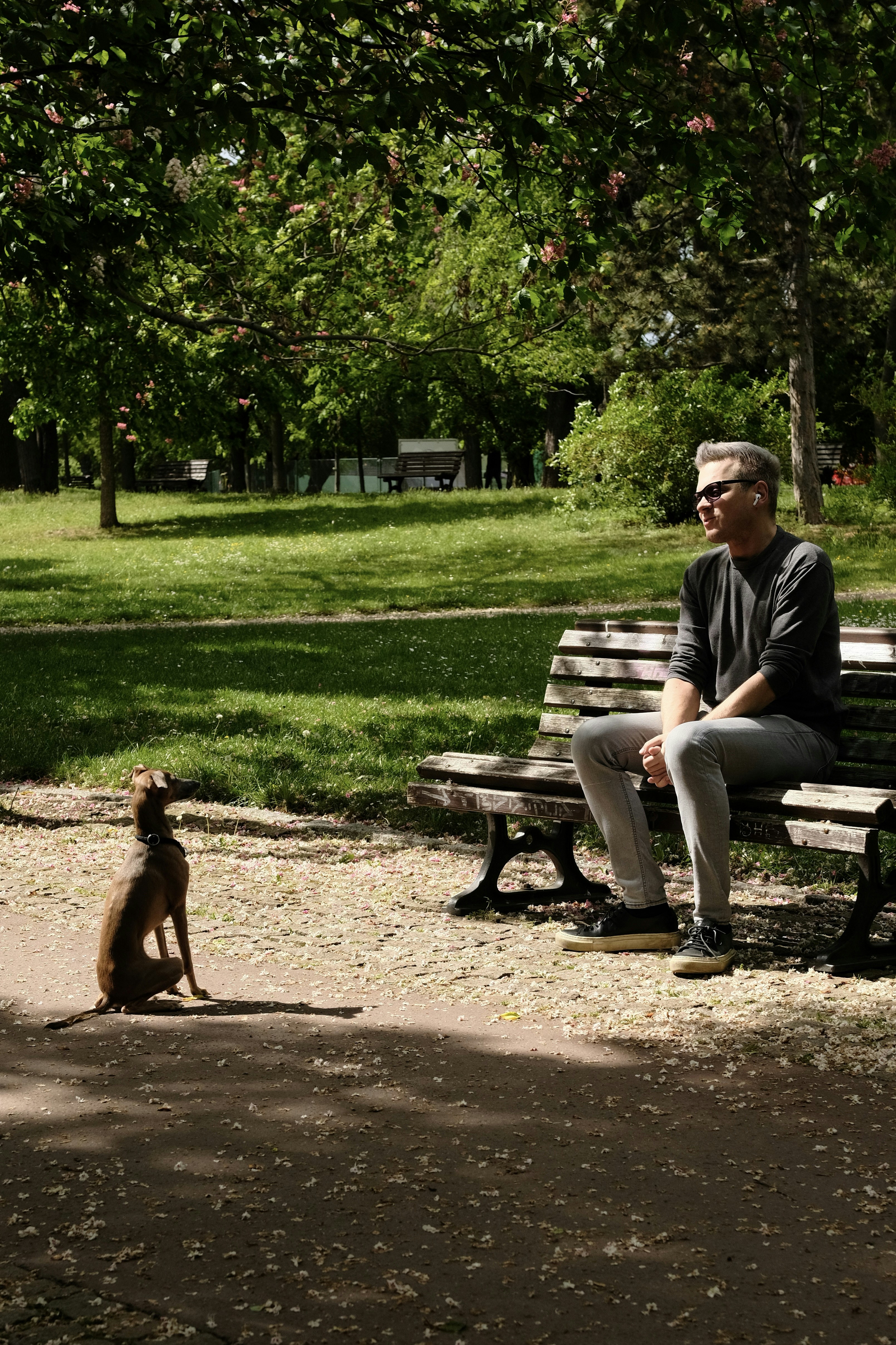 Park Bench Timeout: Man in Sunglasses Chats with a Grounded Dog