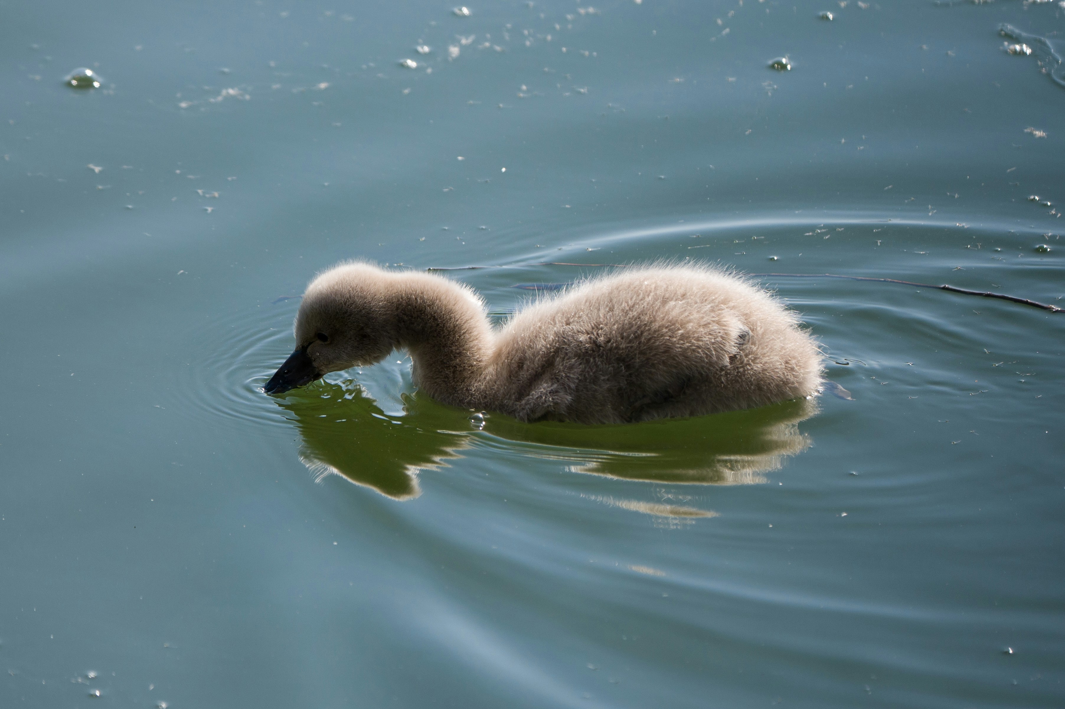 Mute Swimmer: a fluff of light on a tranquil lake