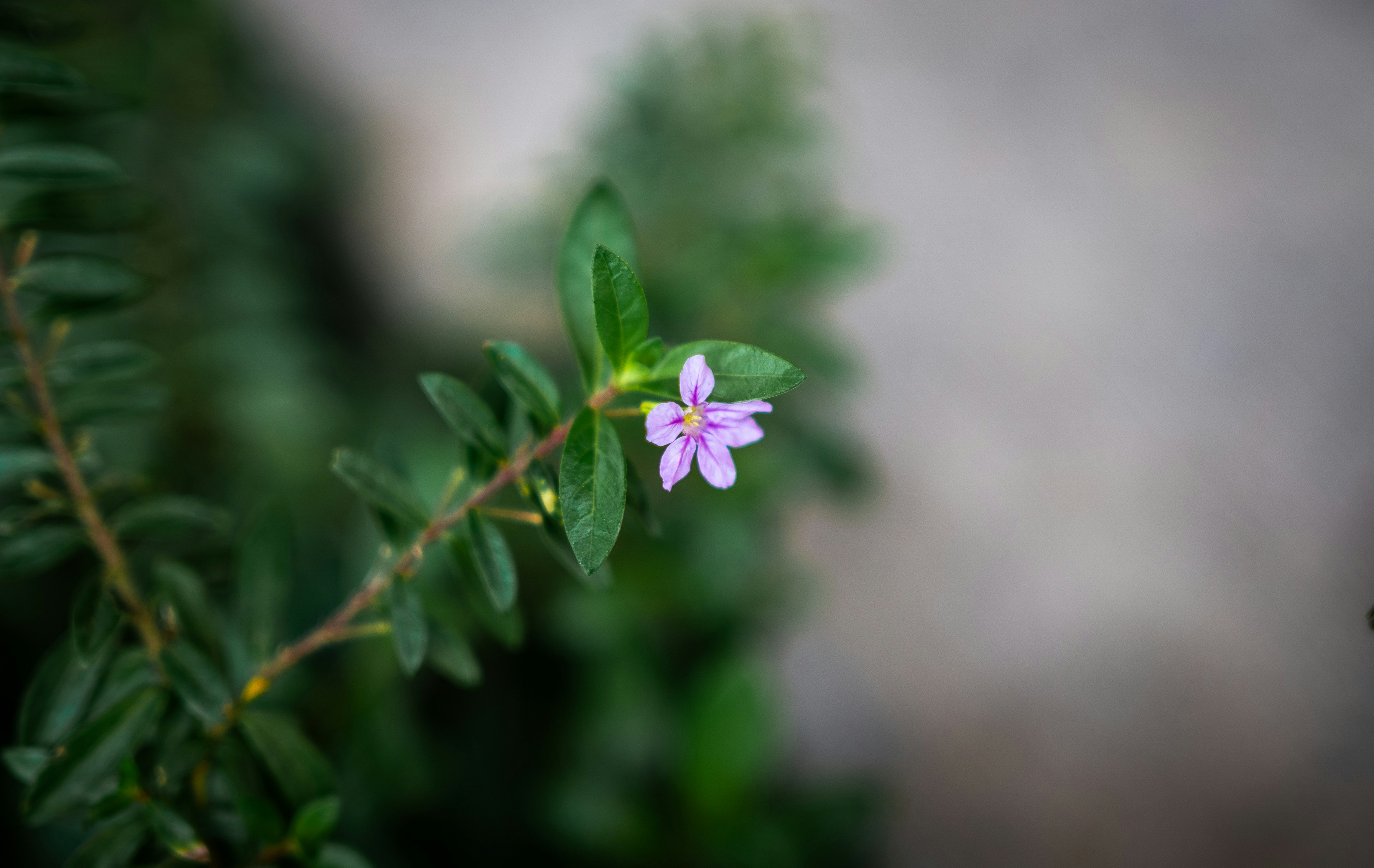 Single Purple Flower Framed by Greenery with Soft Bokeh