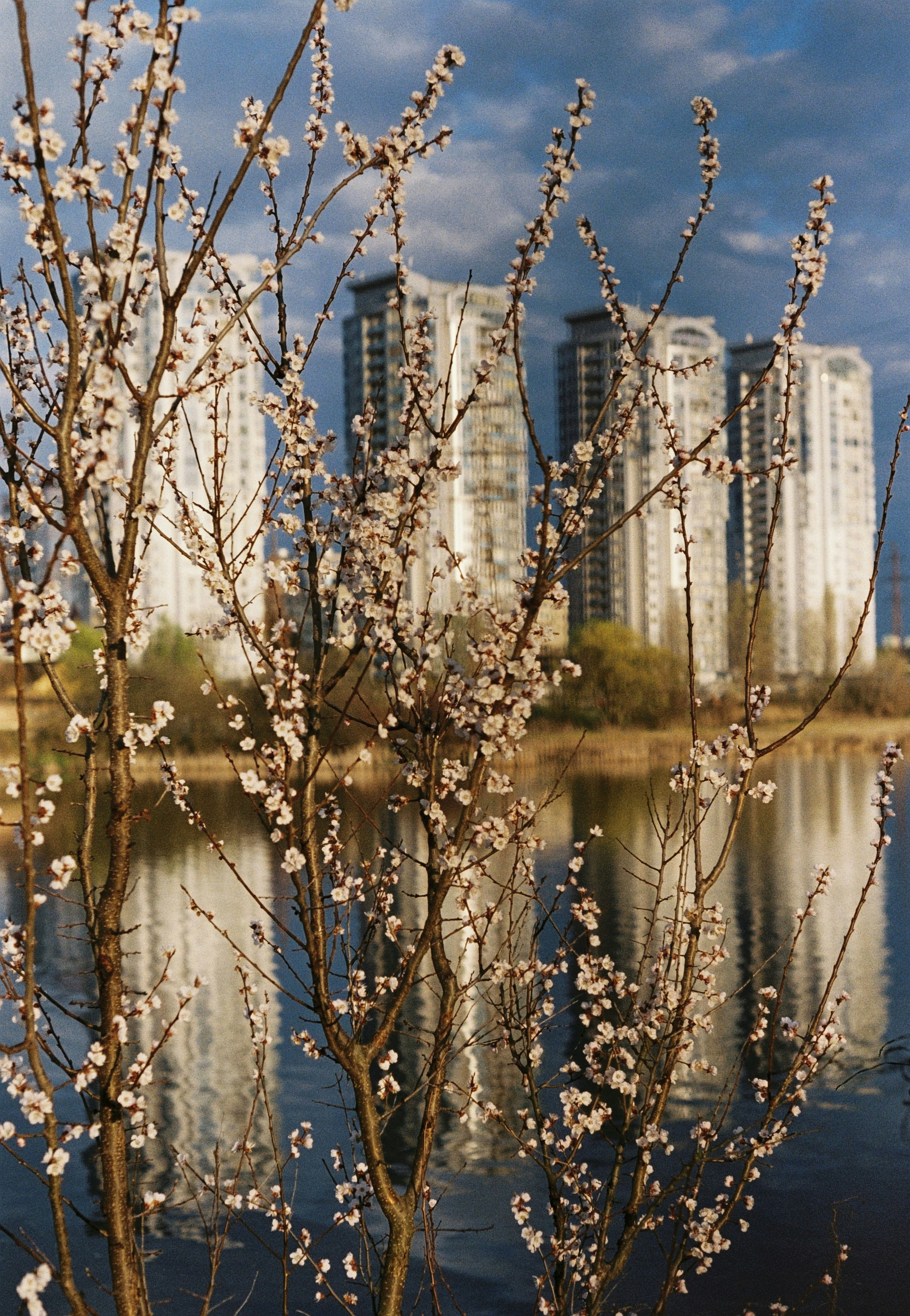 Blossoms Before the City: Spring Threads with Water Reflections