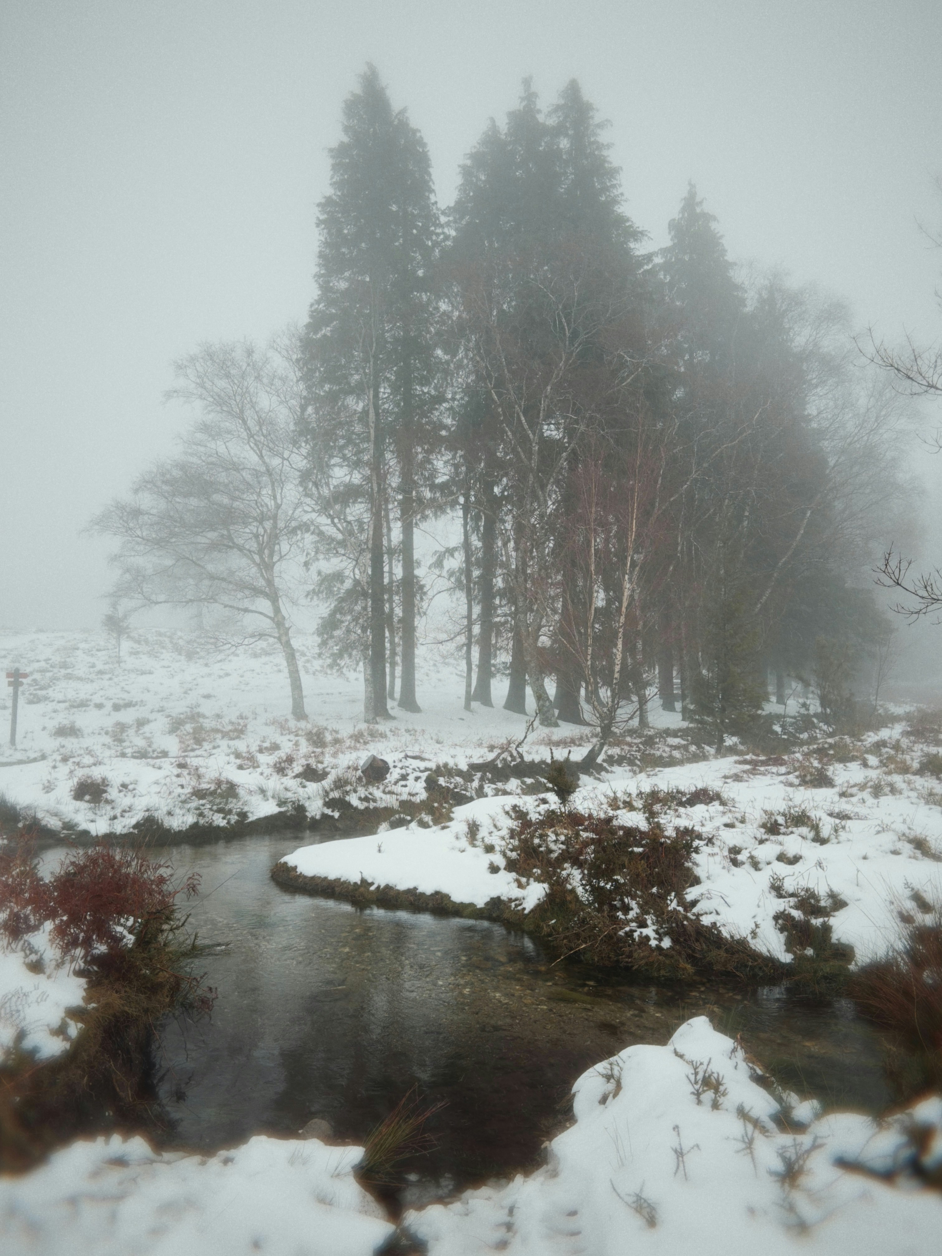 Mist-Engulfed Copse by a Quiet Stream