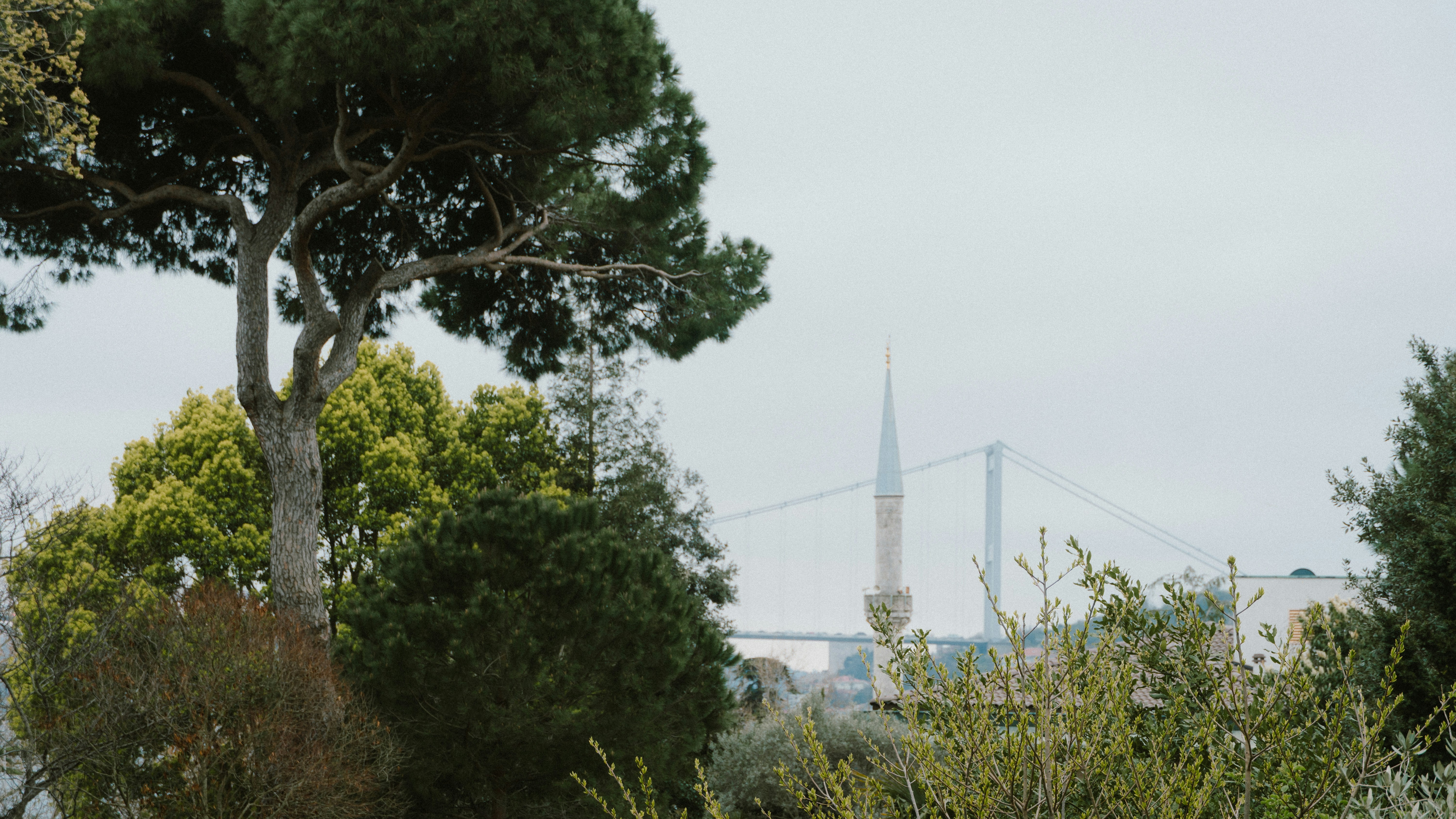 Towering Silence Beyond the Trees