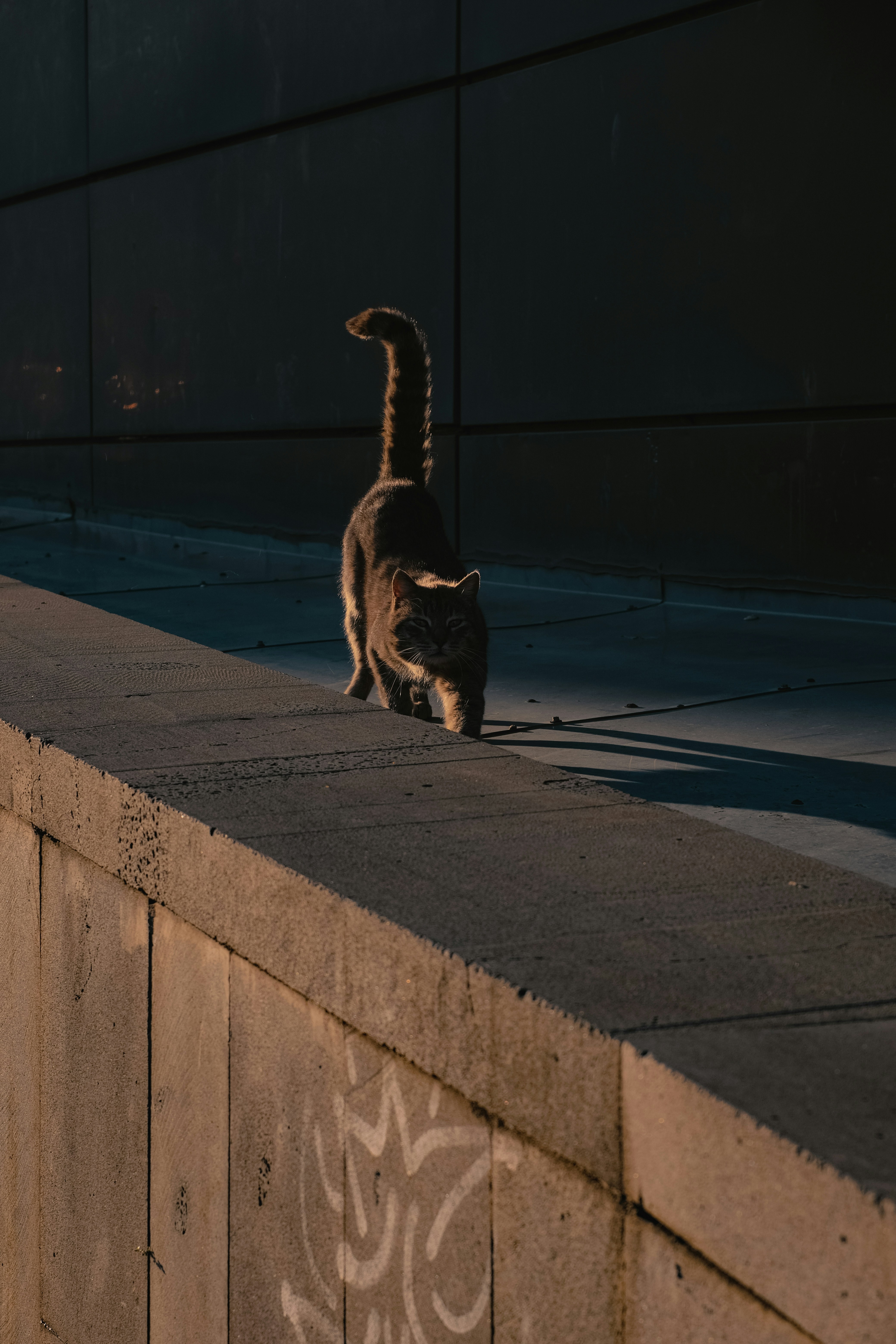 Cat in the Shadowed Plaza: A Quiet Stride Along the Concrete Edge