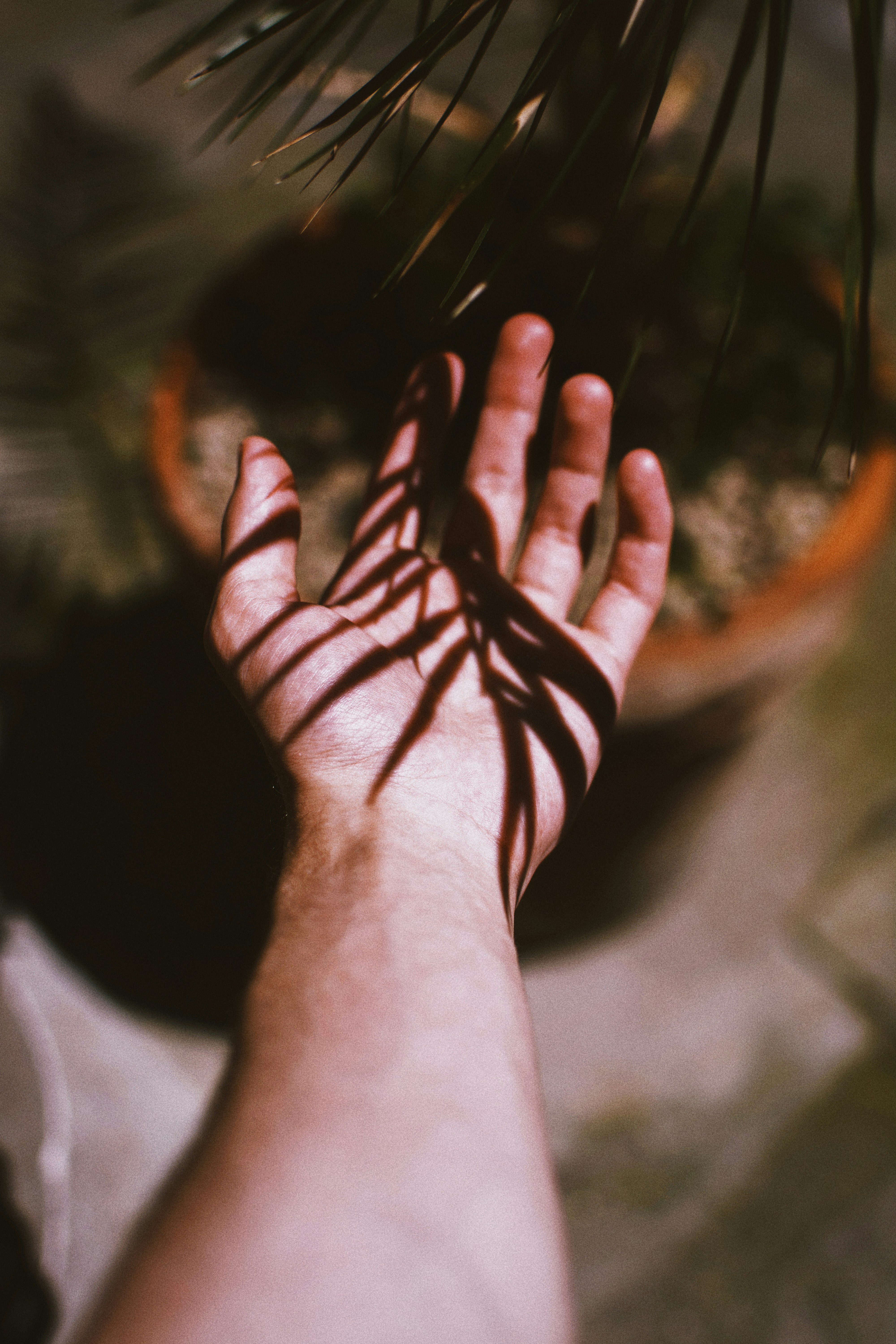 Shadows on an Open Palm: Fronds Framing a Quiet Gesture