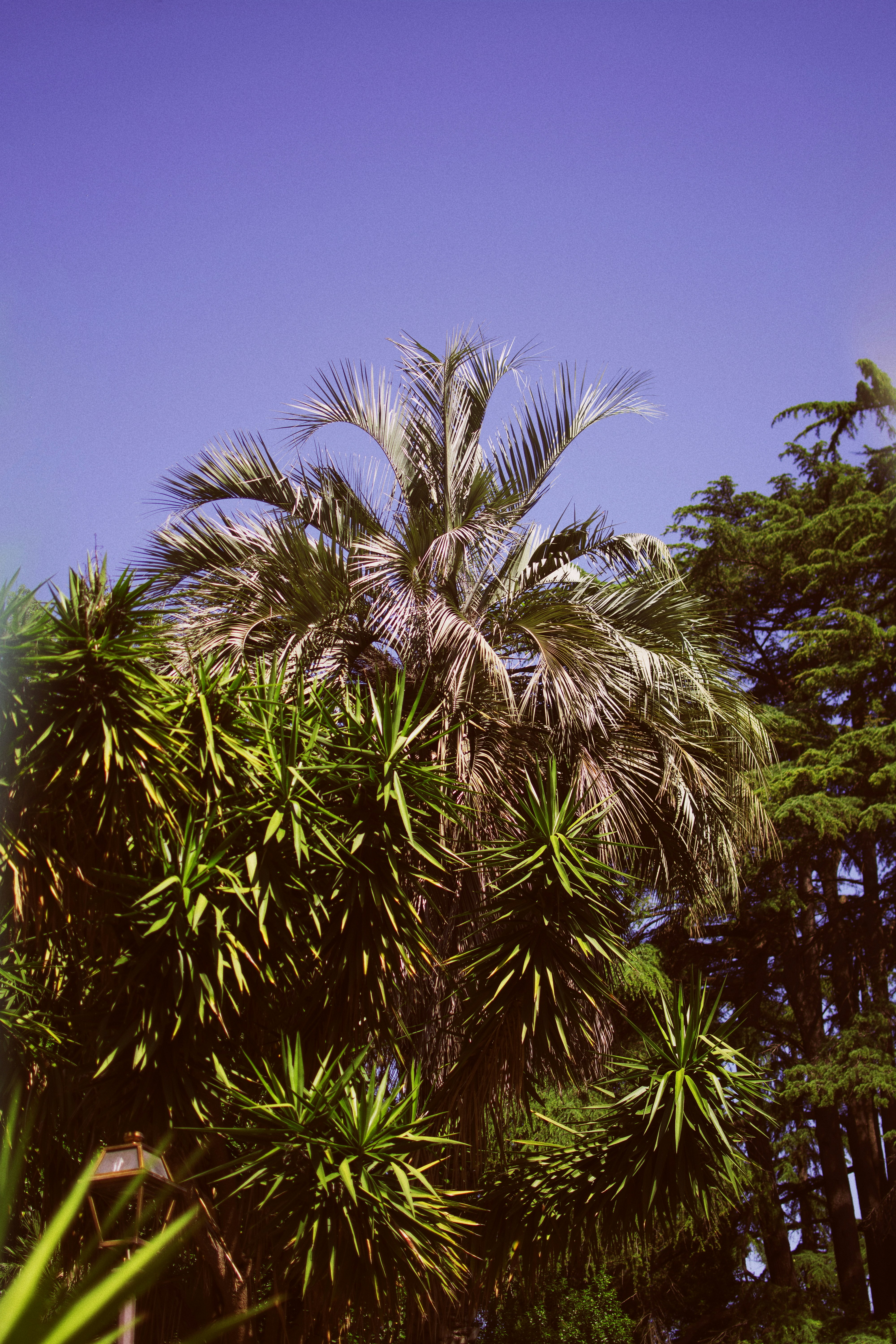Crowning Palms Against a Clear Violet Sky