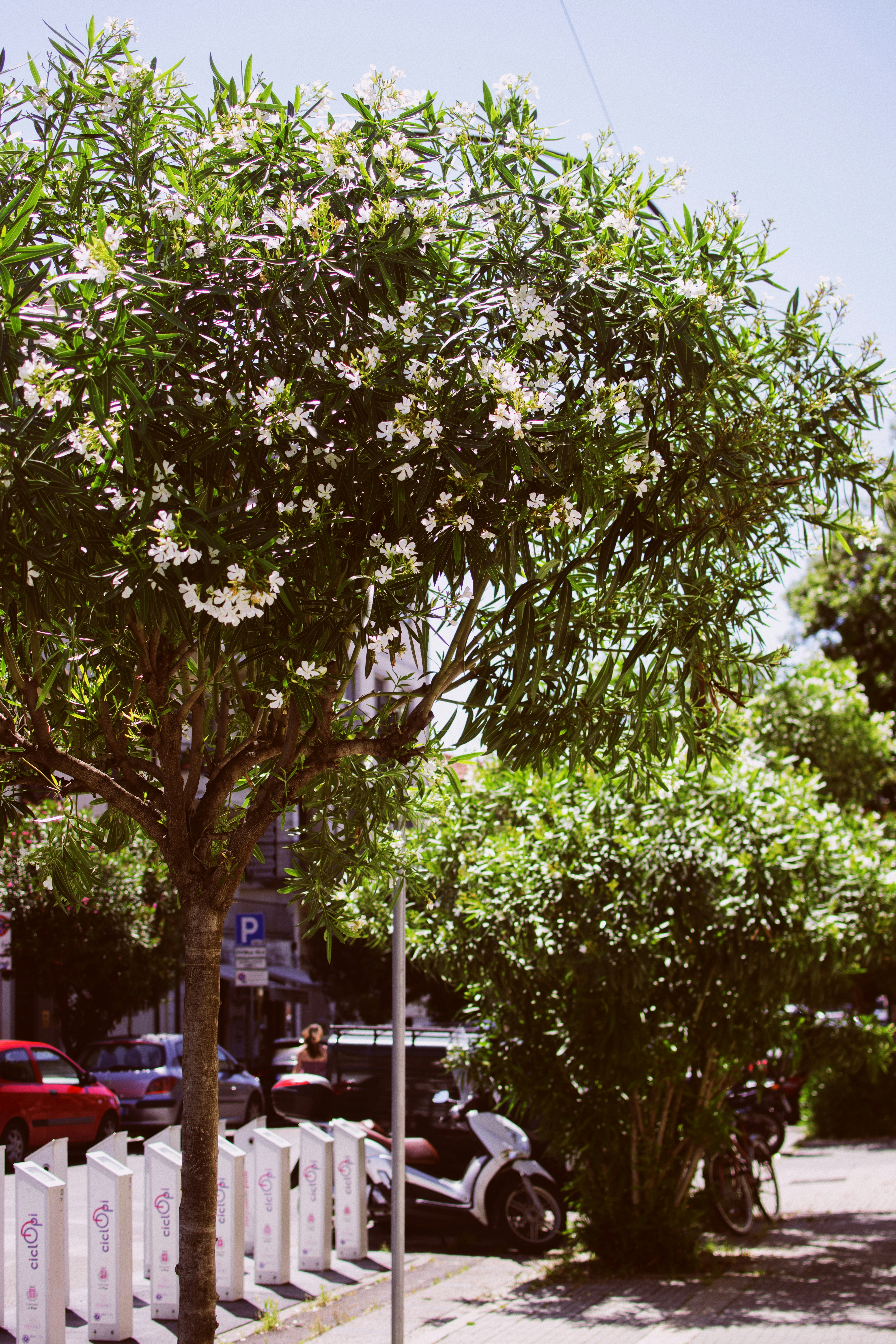 Framed by flowering canopy: a sunlit urban corner with parked scooters