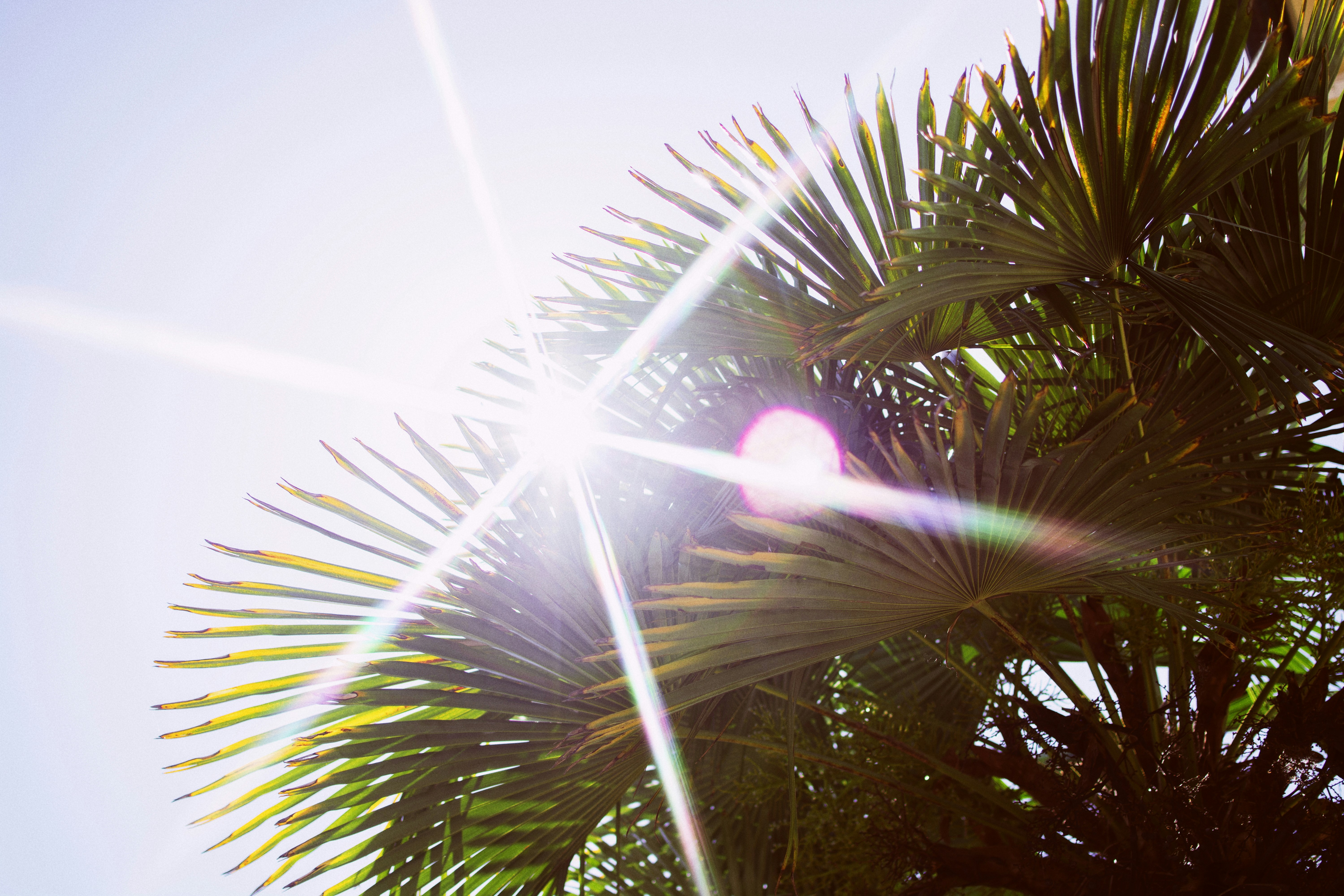 Sunburst Through Palm Canopy at Noon