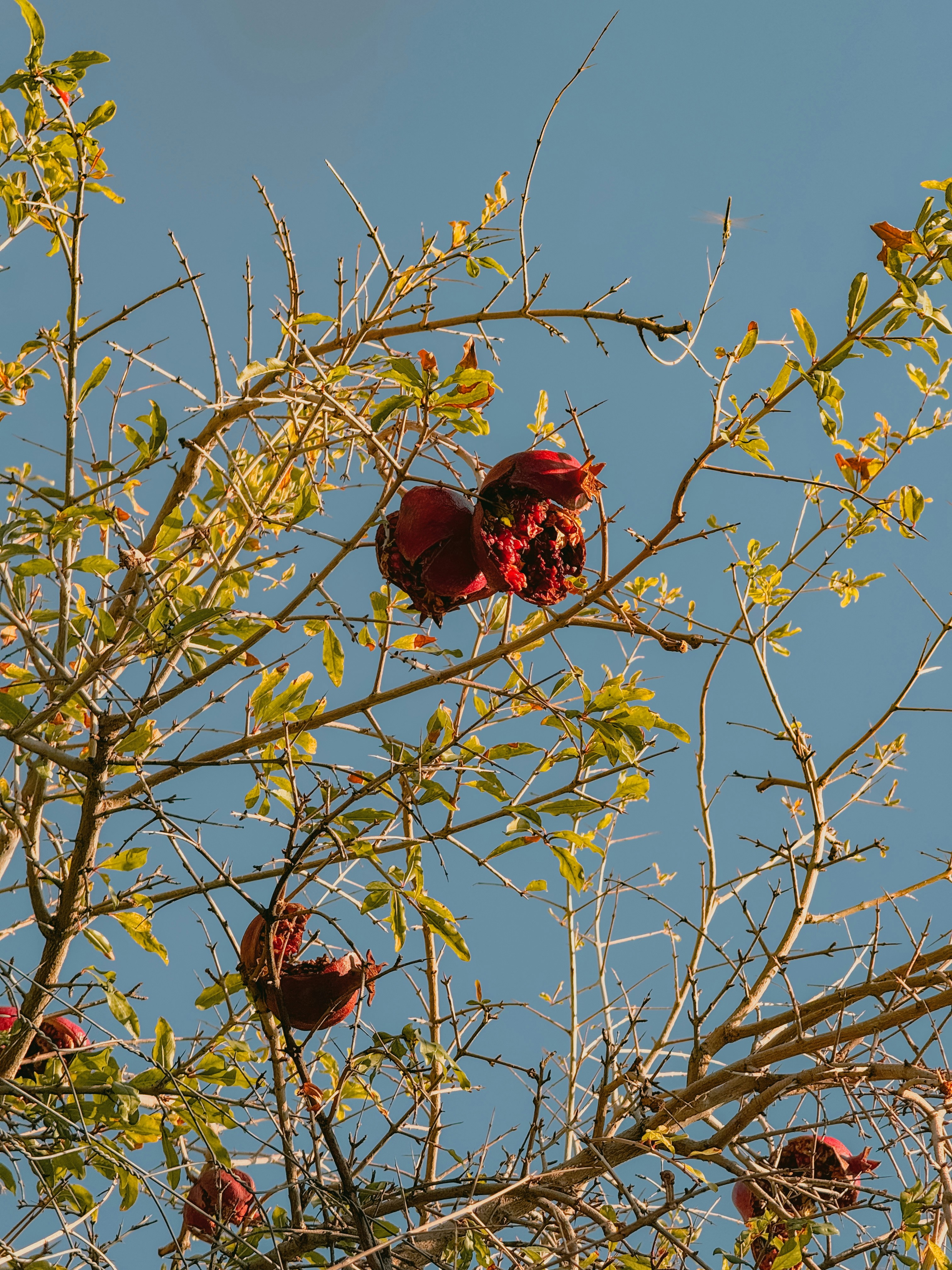 Crimson fruit clusters cling to sunlit branches against a clear blue sky