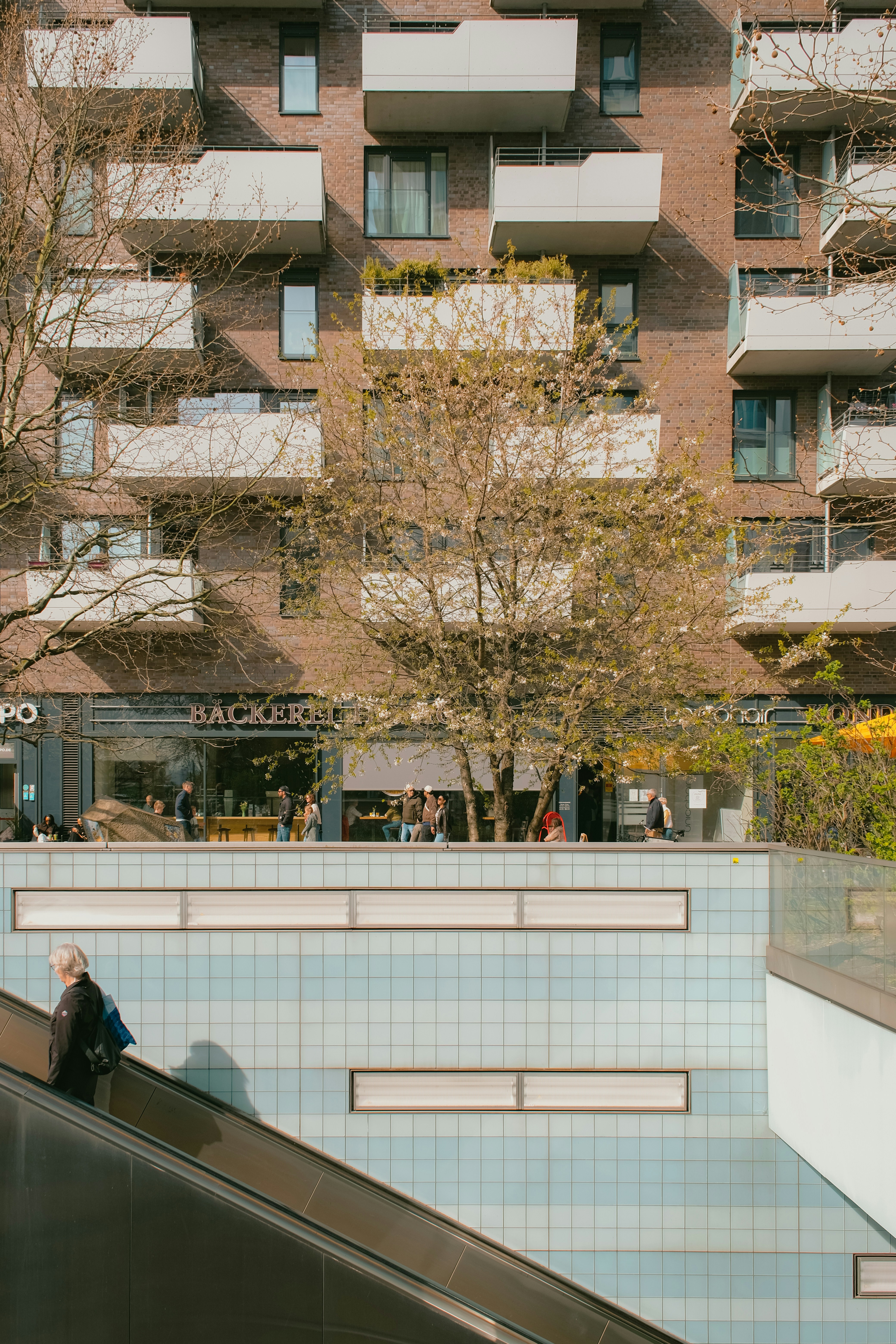 Urban Escape: A Quiet Tree Framed by Modern Balconies