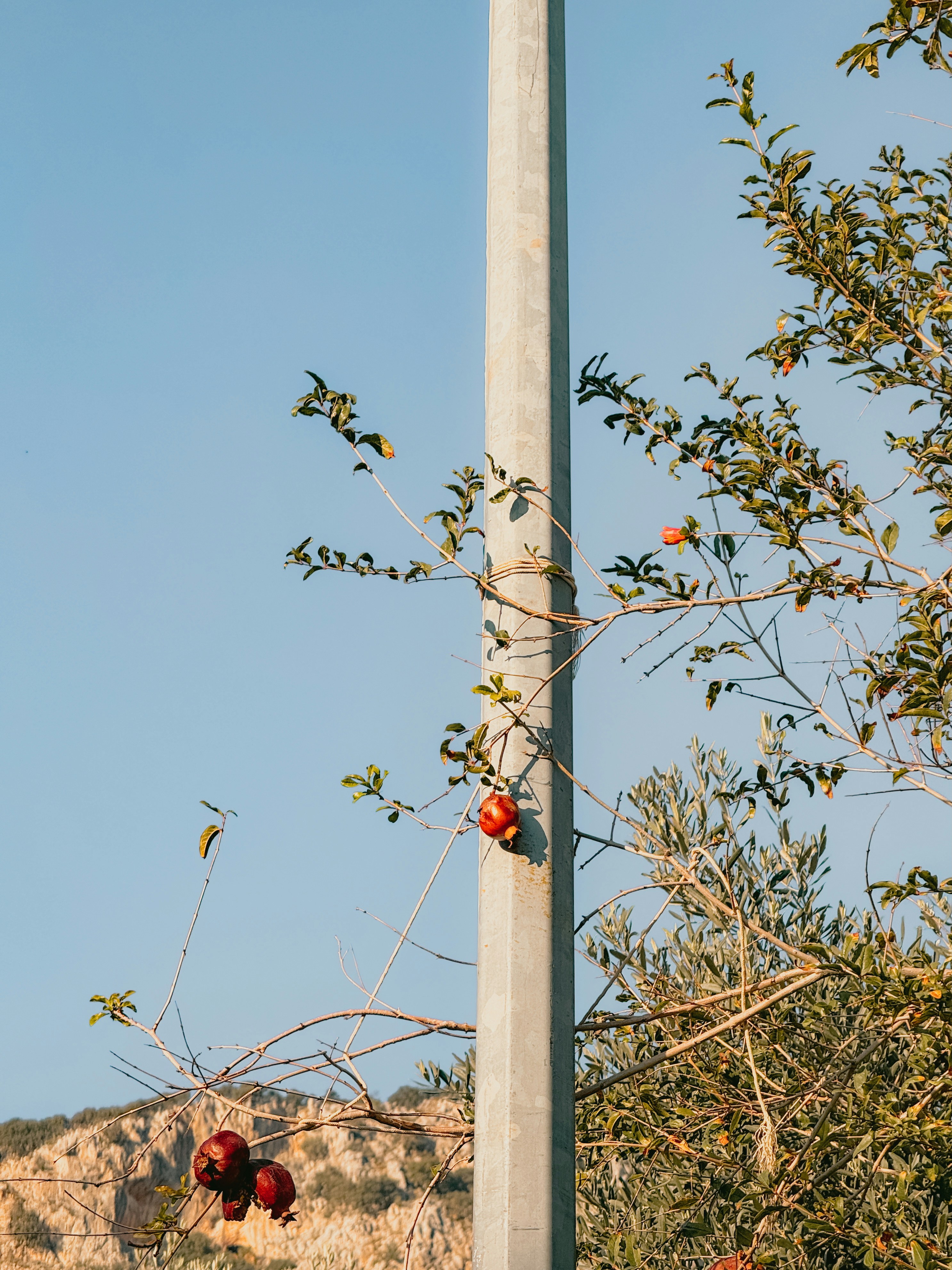Sunlit pole overgrown with fruiting branches against a clear sky