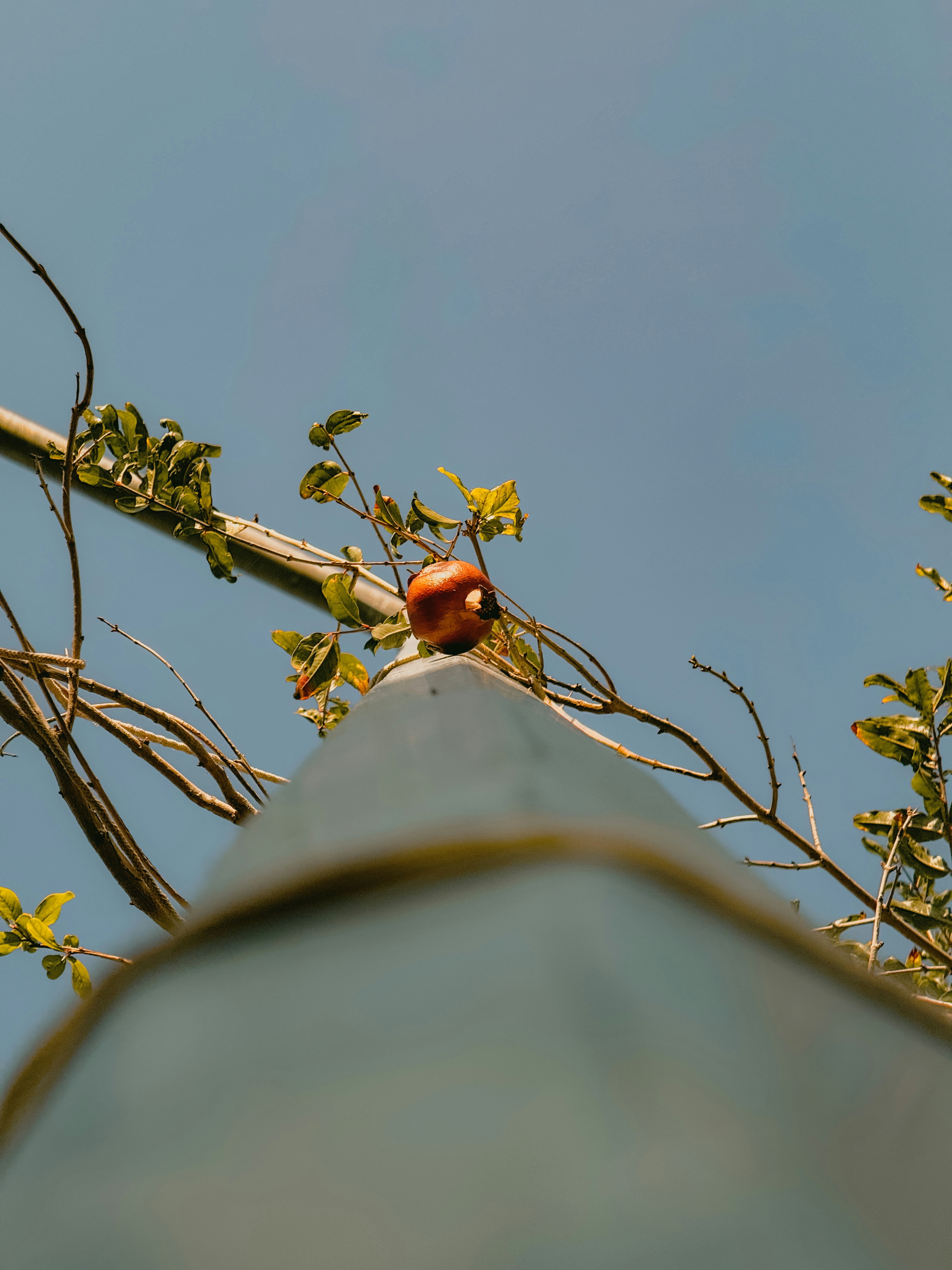 Red Apple Crowned by Sky: A Ground-Up Perspective