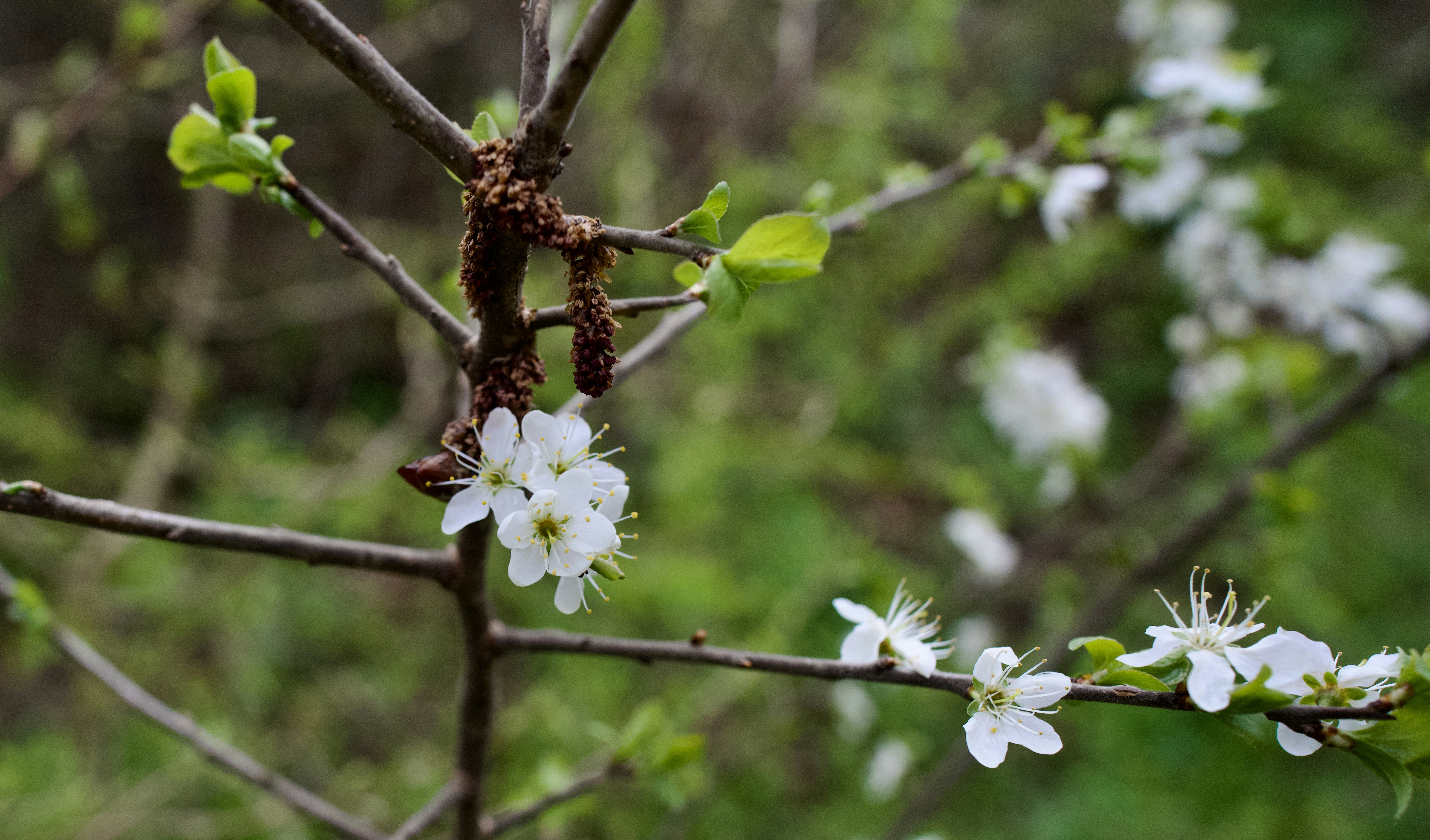 White blossom cascade on a slender limb